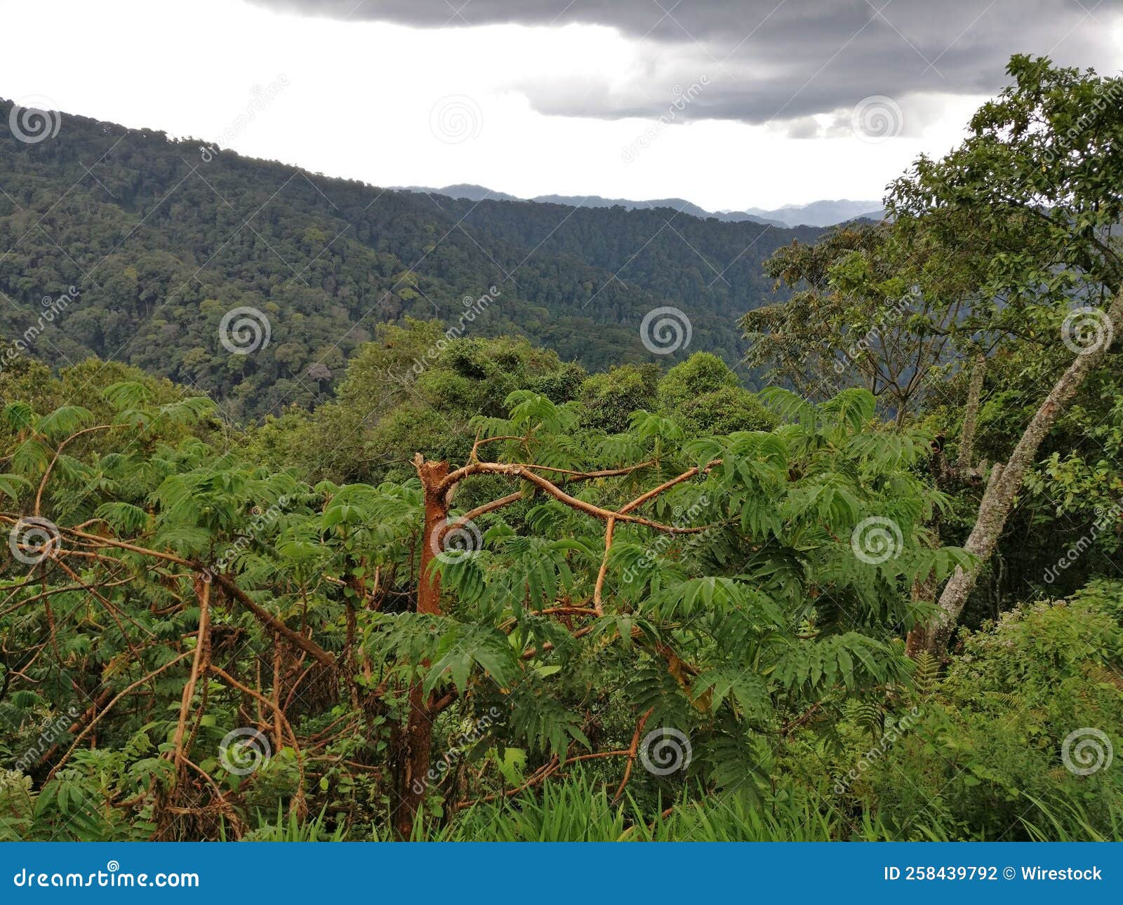 Rain Forest in Rwanda, Africa Stock Photo - Image of national, outdoors ...
