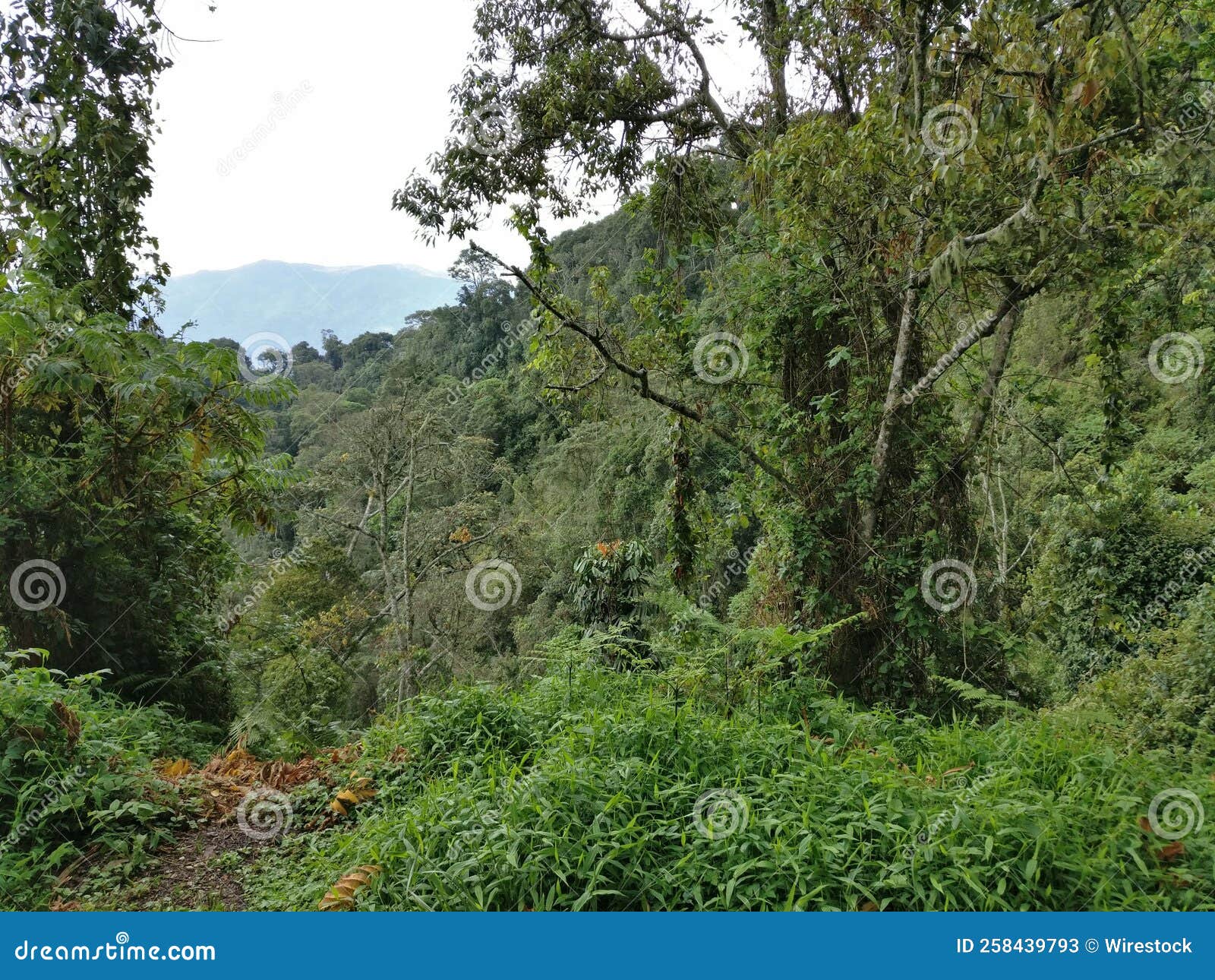 Rain Forest in Rwanda, Africa Stock Image - Image of jungle, tourism ...