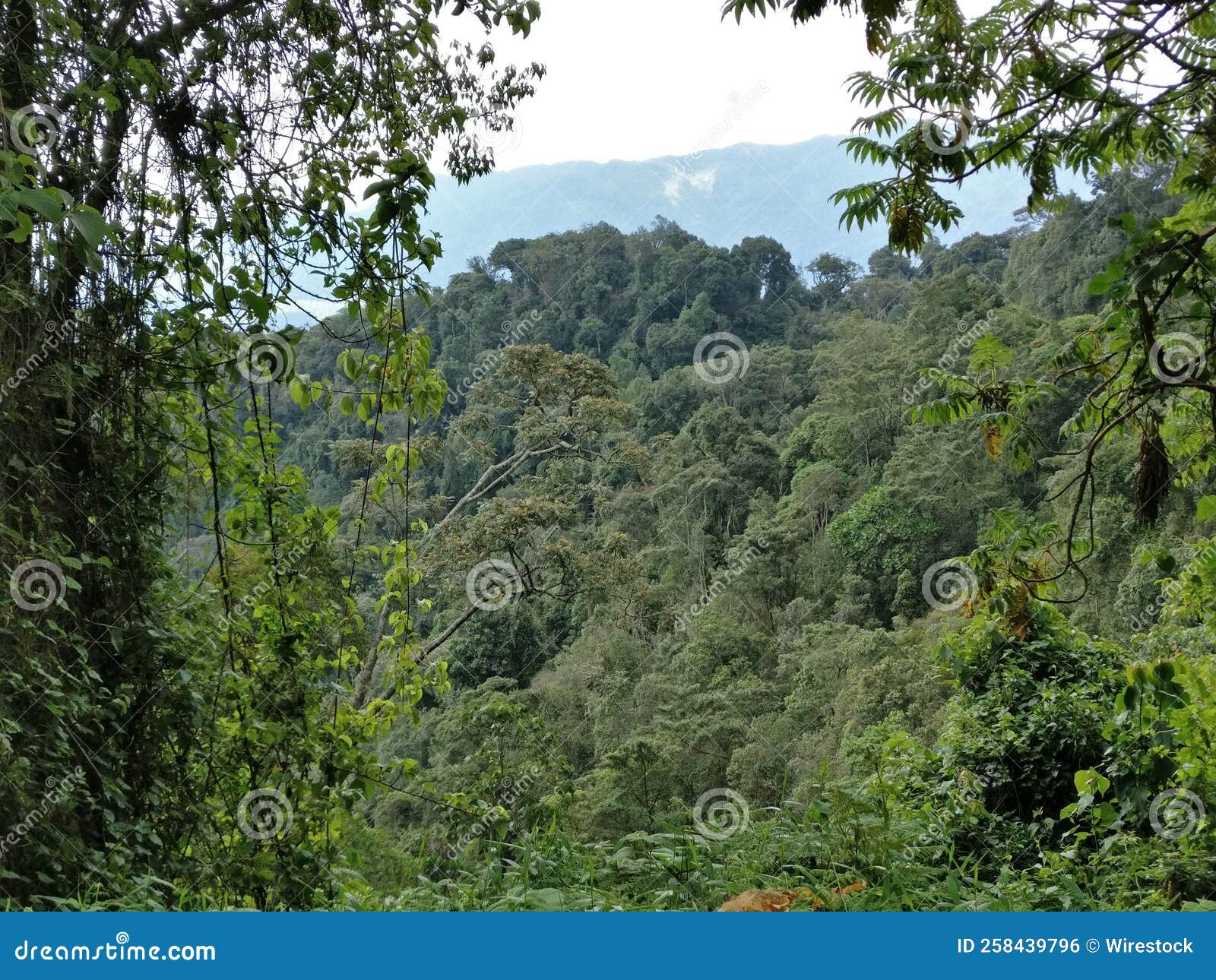 Rain Forest in Rwanda, Africa Stock Photo - Image of national, ecology ...