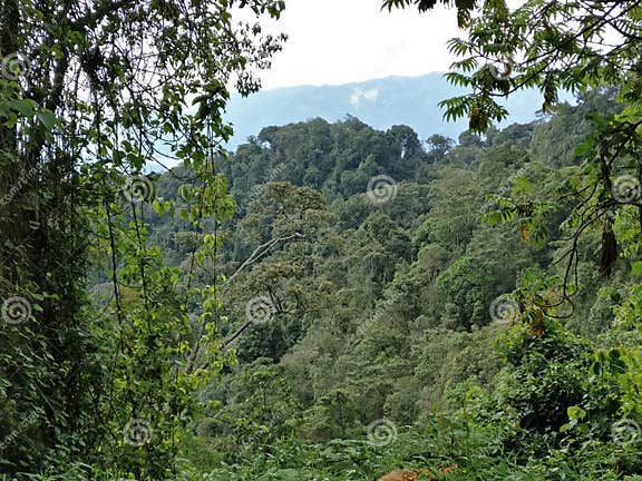 Rain Forest in Rwanda, Africa Stock Photo - Image of national, ecology ...