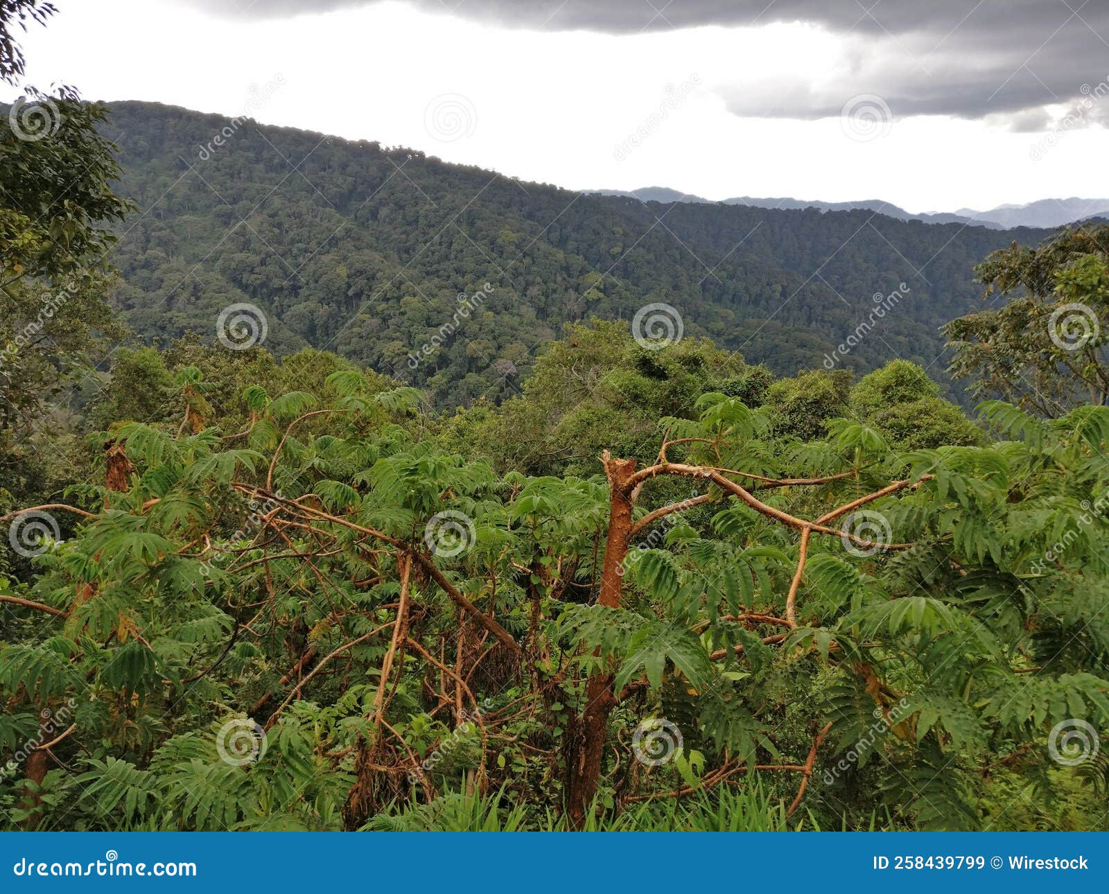 Rain Forest in Rwanda, Africa Stock Image - Image of outdoors, africa ...