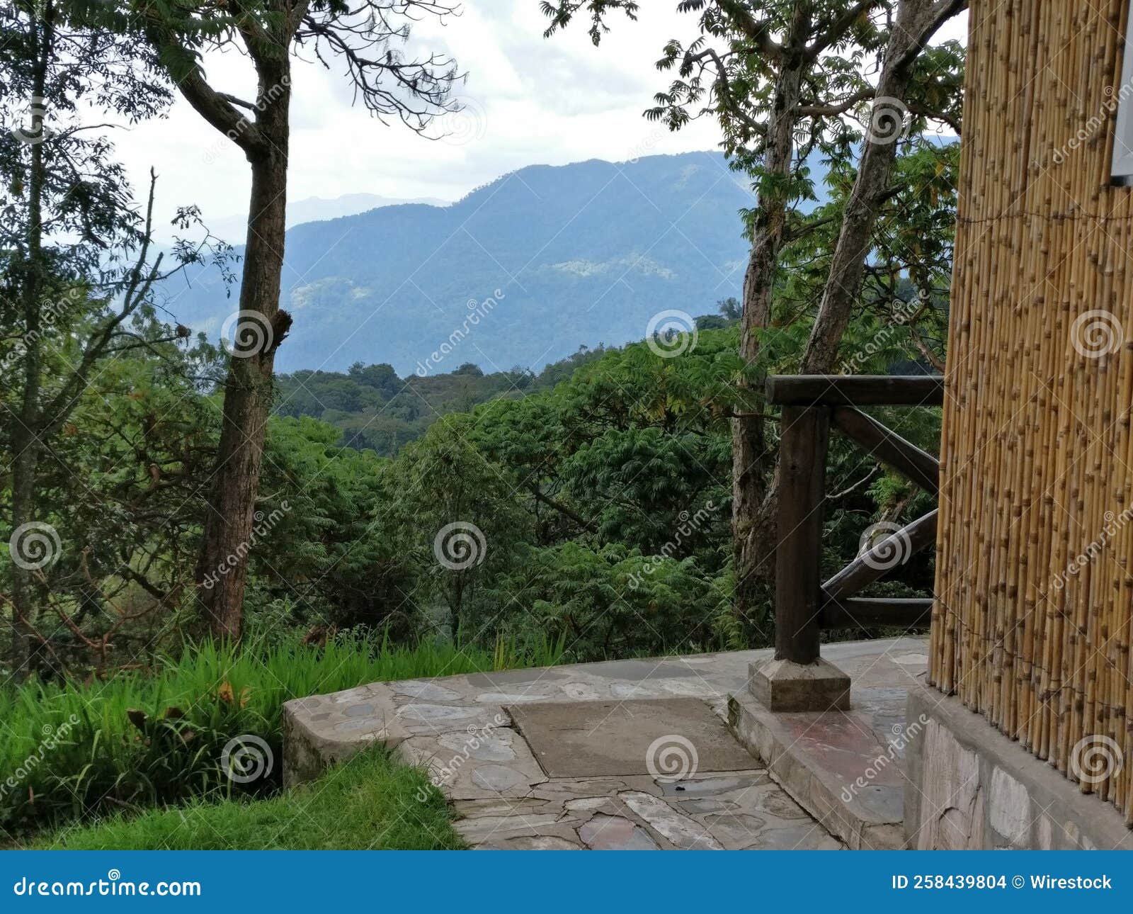 Rain Forest in Rwanda, Africa Stock Photo - Image of fauna, rainforest ...