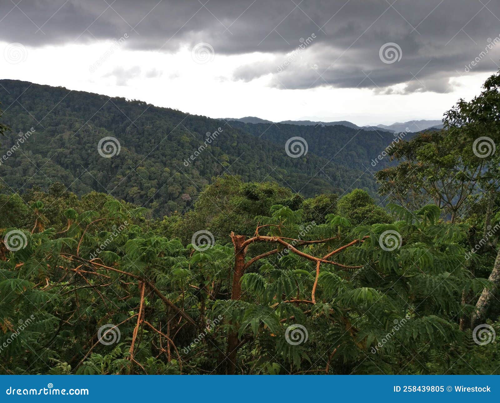 Rain Forest in Rwanda, Africa Stock Image - Image of rwanda, fauna ...