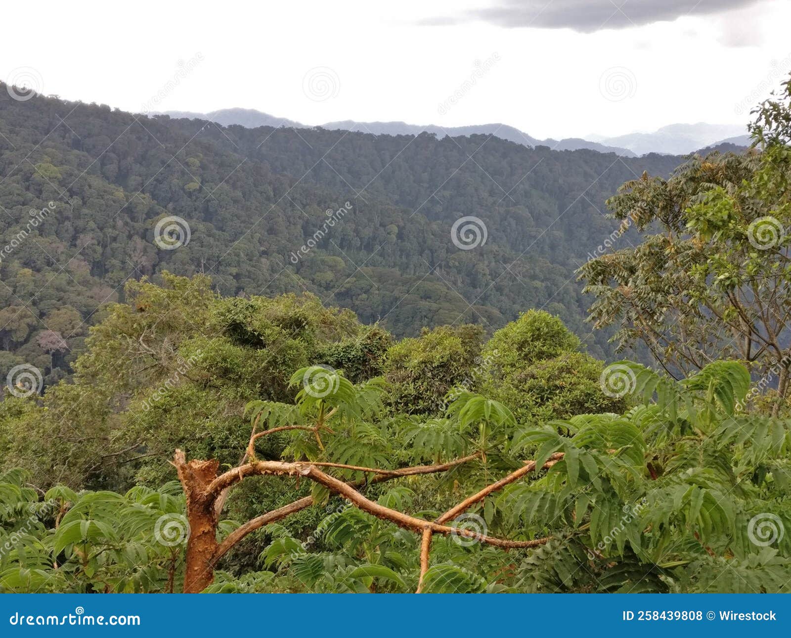 Rain Forest in Rwanda, Africa Stock Photo - Image of national, african ...