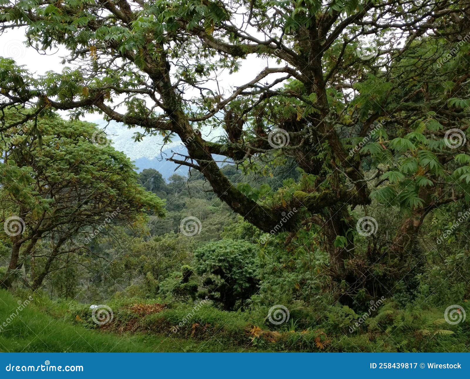 Rain Forest in Rwanda, Africa Stock Image - Image of tropical, african ...