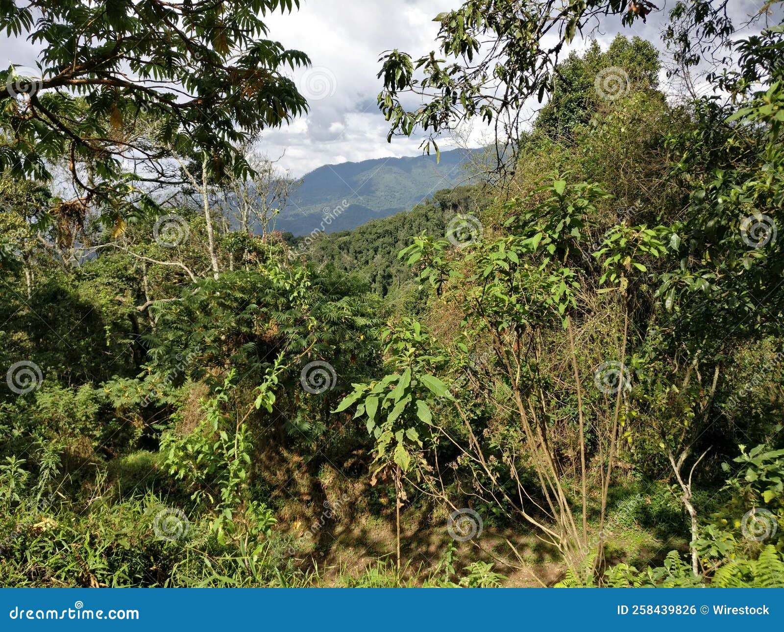 Rain Forest in Rwanda, Africa Stock Photo - Image of rwanda ...