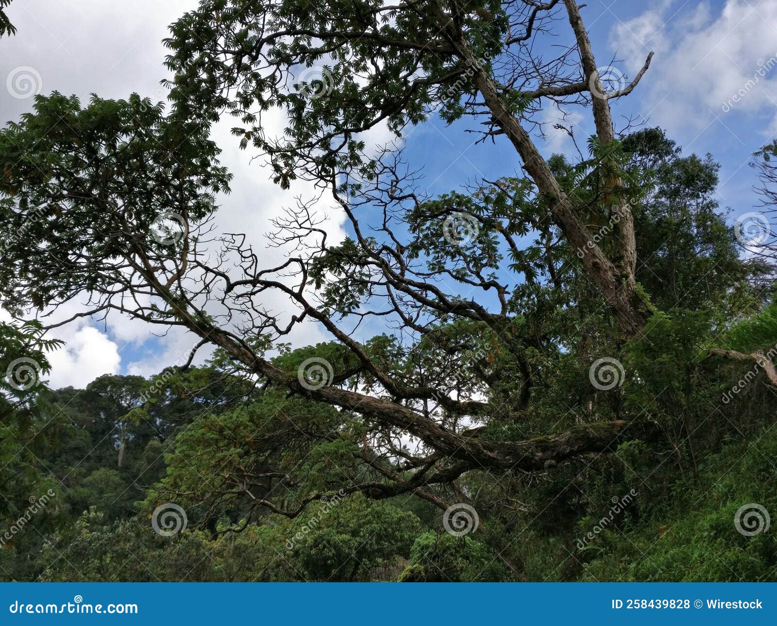 Rain Forest in Rwanda, Africa Stock Photo - Image of summer, outdoors ...