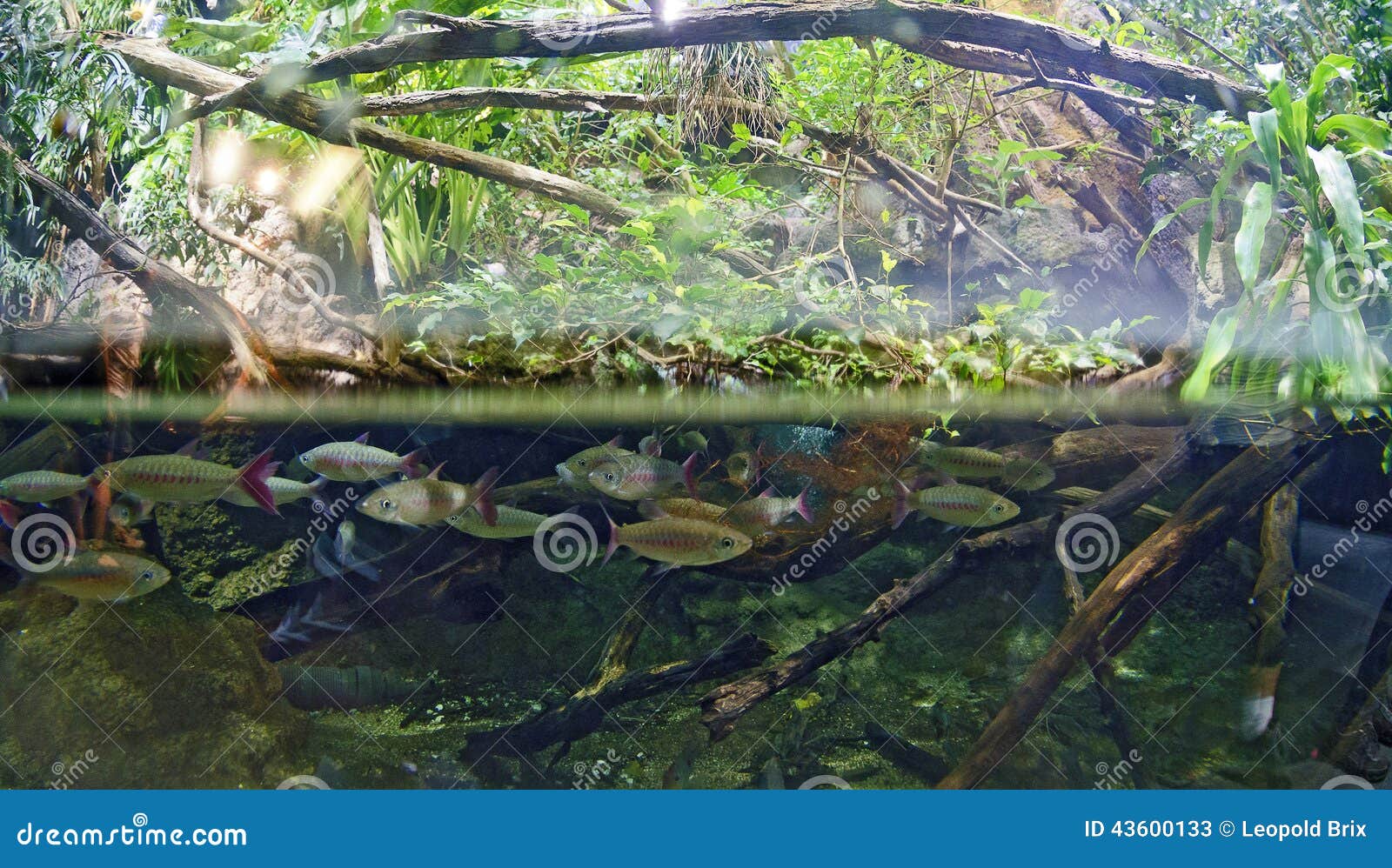 Rain forest stock image. Image of rain, tropics, water - 43600133