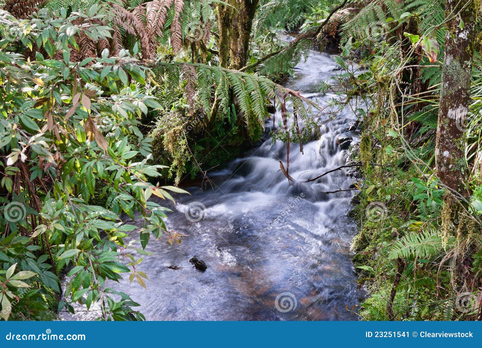 Rain forest stream stock image. Image of forest, rain - 23251541