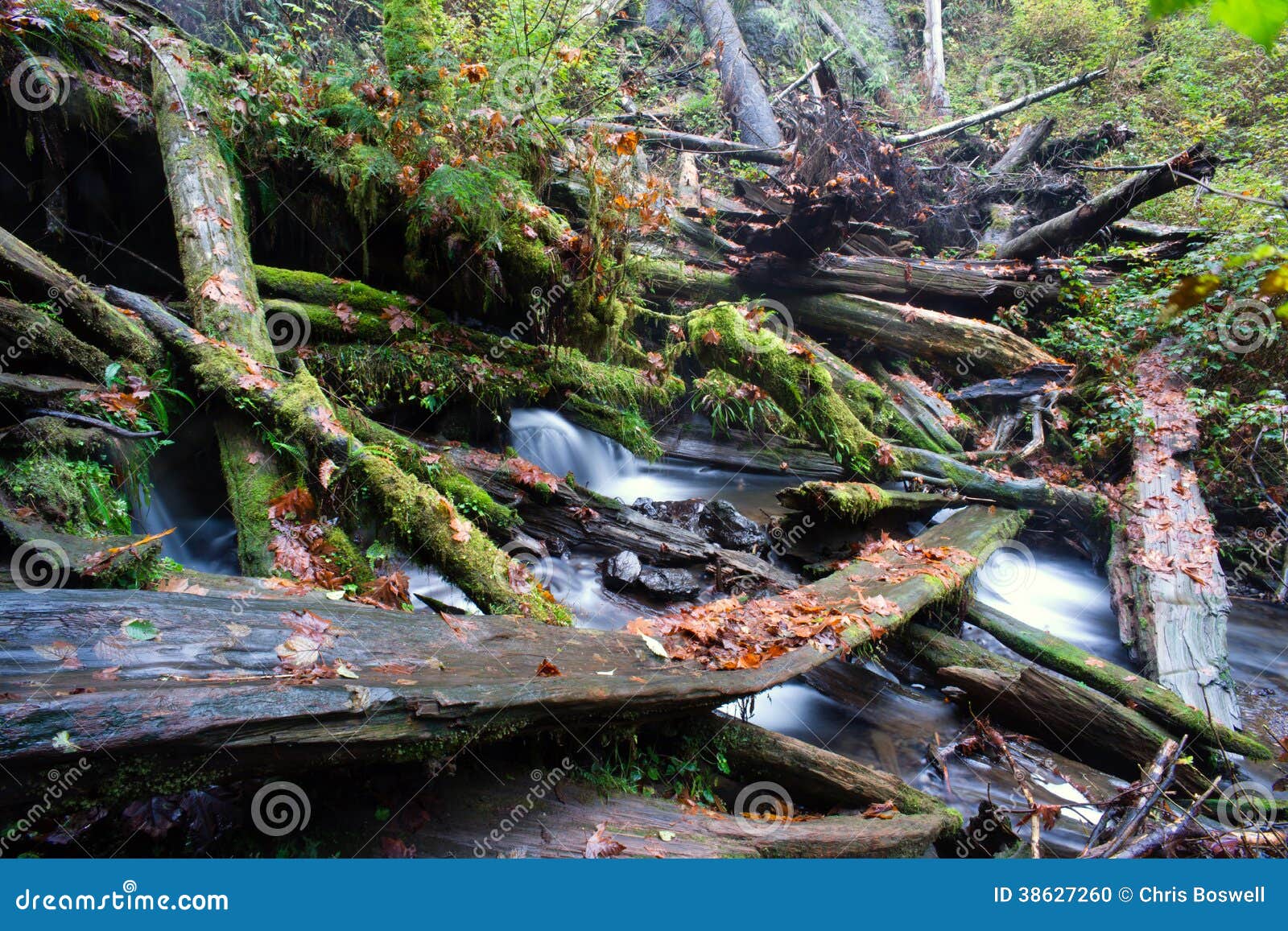 Rain Forest Stream Fallen Logs Woods Jungle Stock Photo - Image of ...