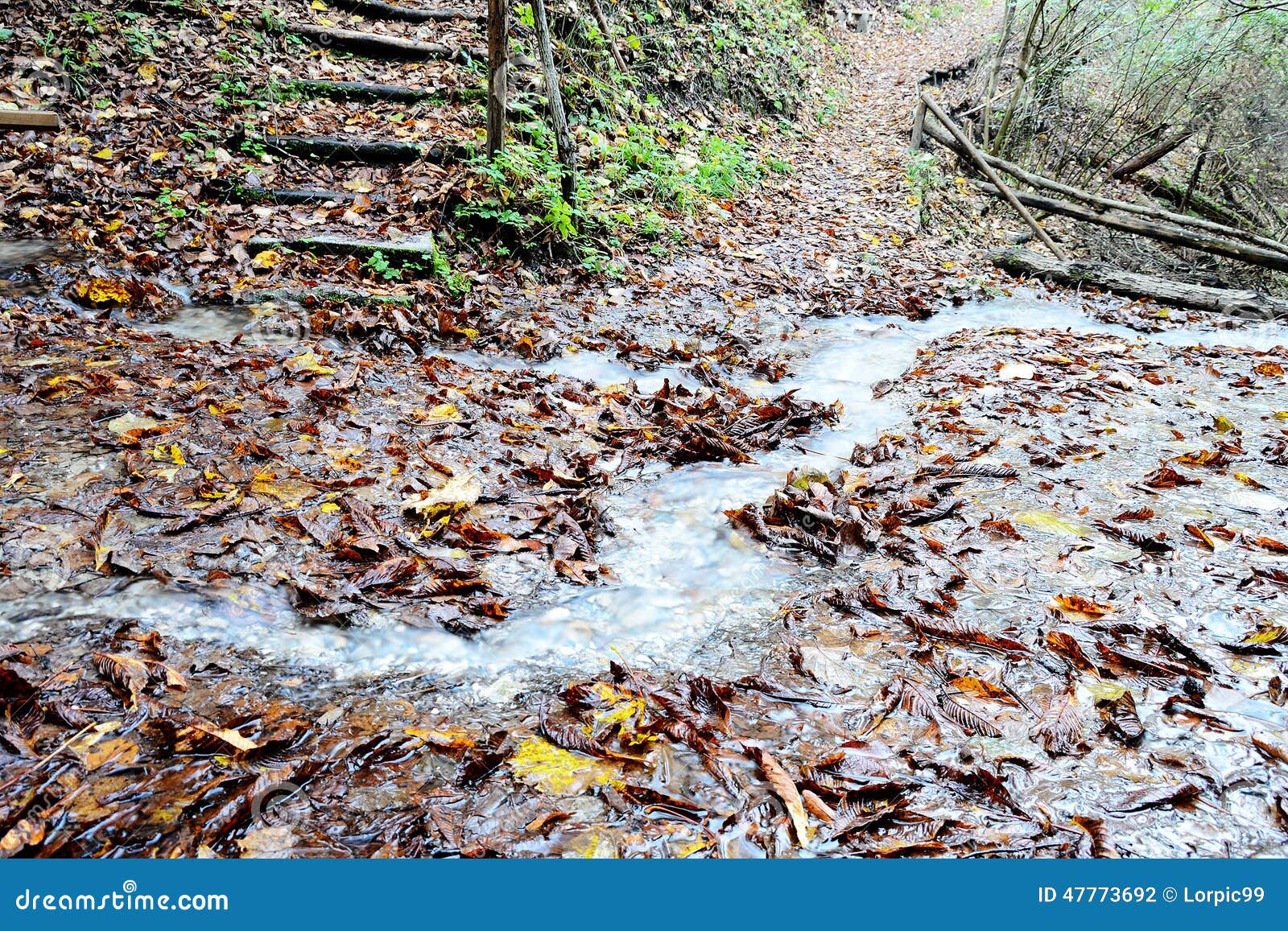 1,703 Rain Forest Streams Stock Photos - Free & Royalty-Free Stock ...