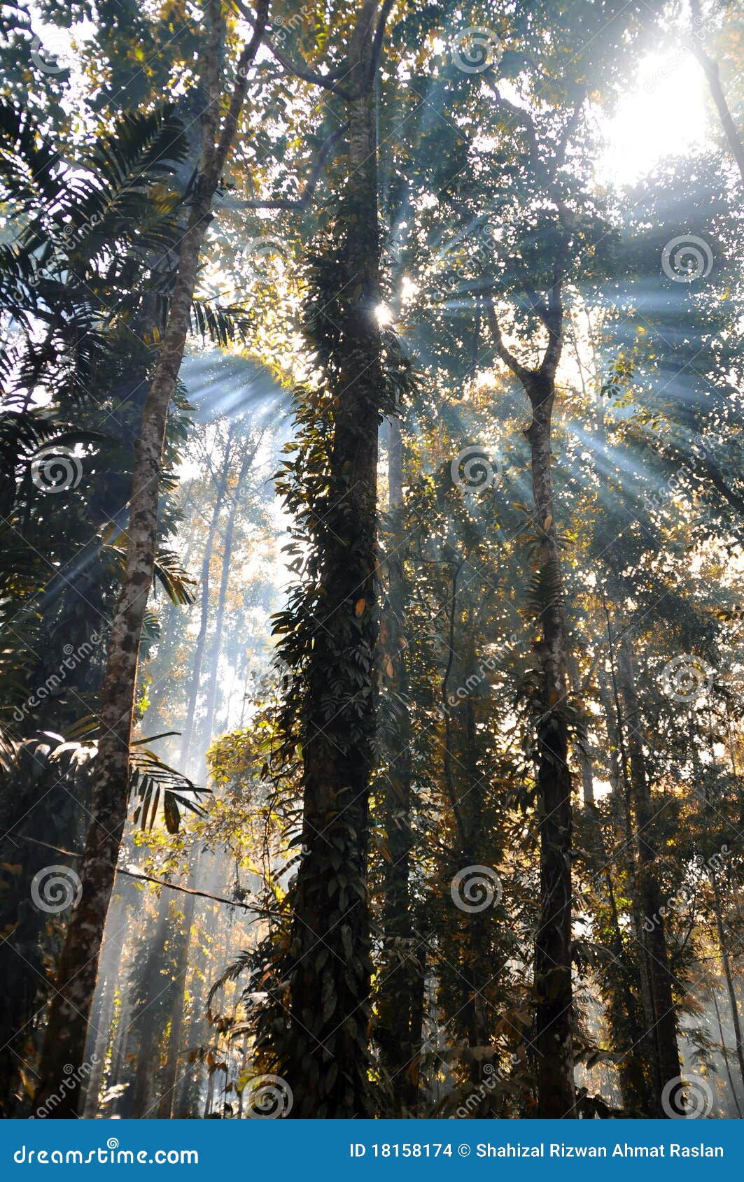 Rain Forest Sun Rise stock photo. Image of nature, rise - 18158174