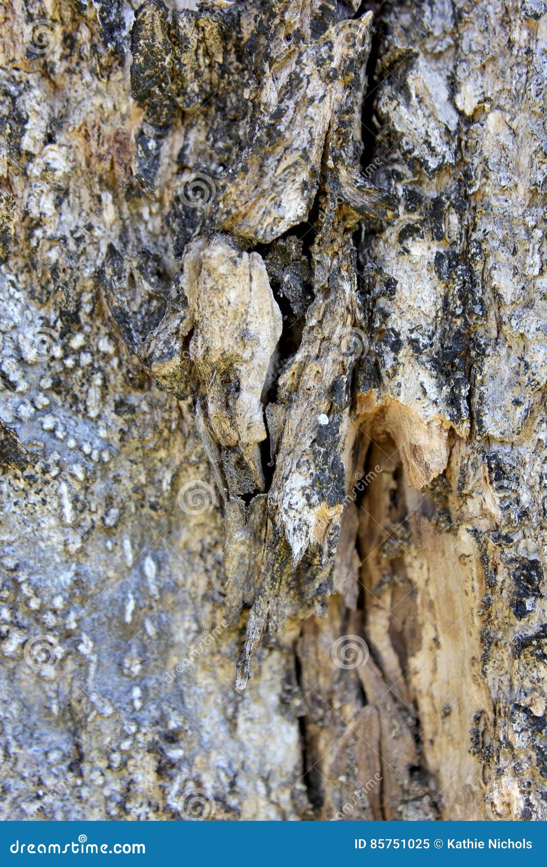 Rain Forest Tree Bark Textures Stock Image - Image of meditate, design ...
