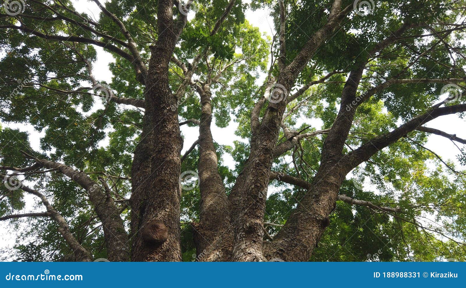 Rain Forest Tree in Malaysia Stock Image - Image of jungle, botanic ...