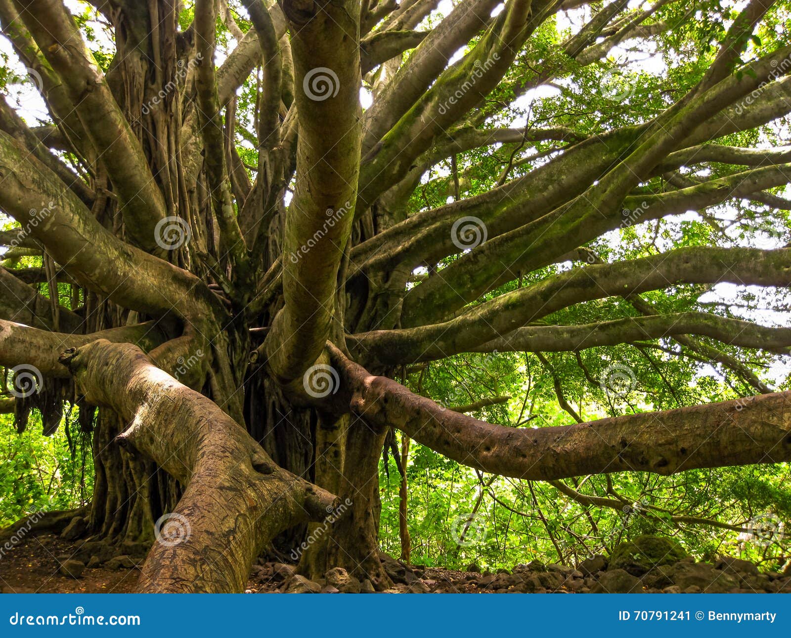 Rain forest tree stock image. Image of rainforest, trees - 70791241