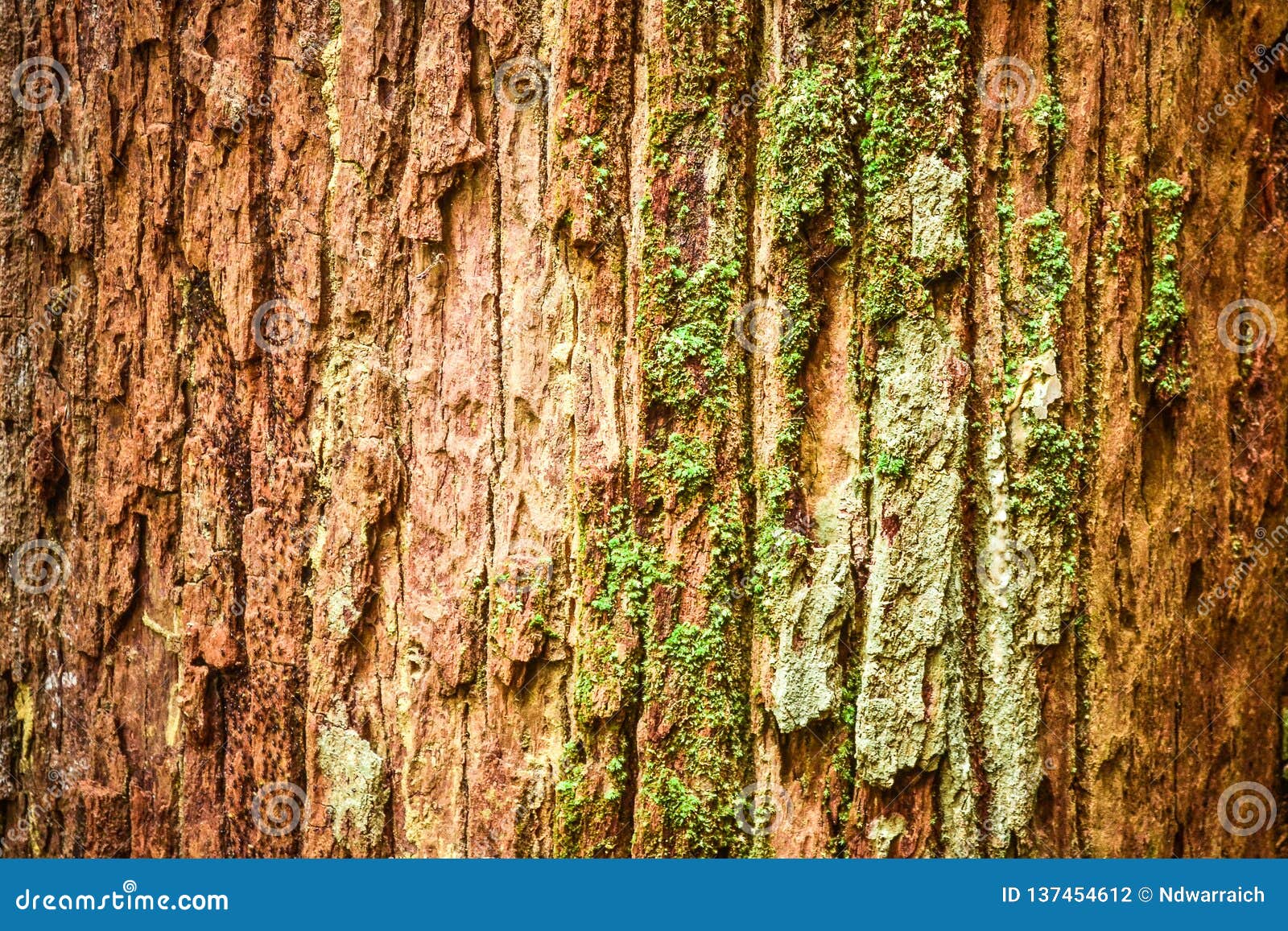 Trunk Texture Background Wallpaper. Tree Stem Texture. Stem Pattern ...