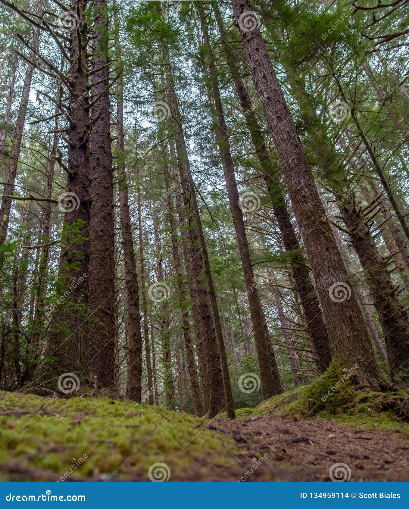 Rain Forest Trees Along Oregon Coast Trail Stock Photo - Image of ...