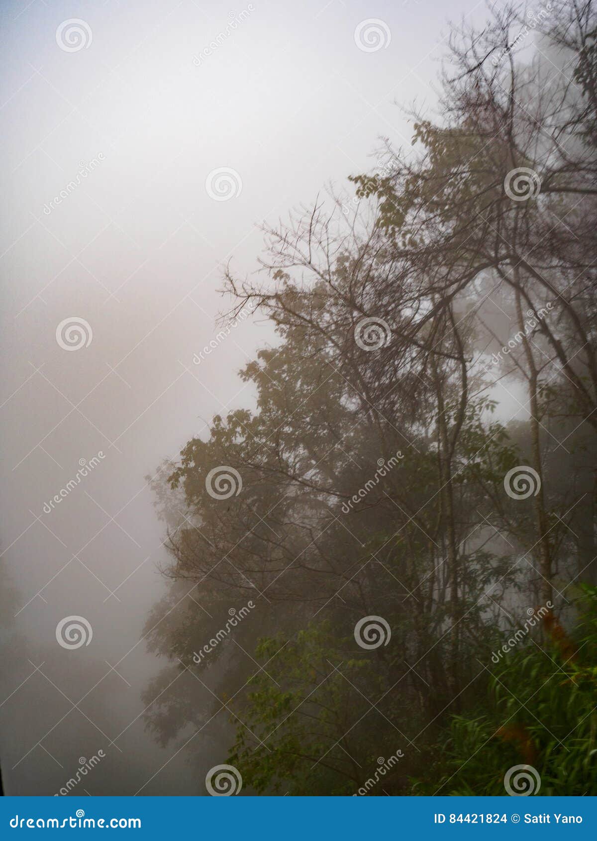 Rain forest/ trees stock photo. Image of autumn, dark - 84421824