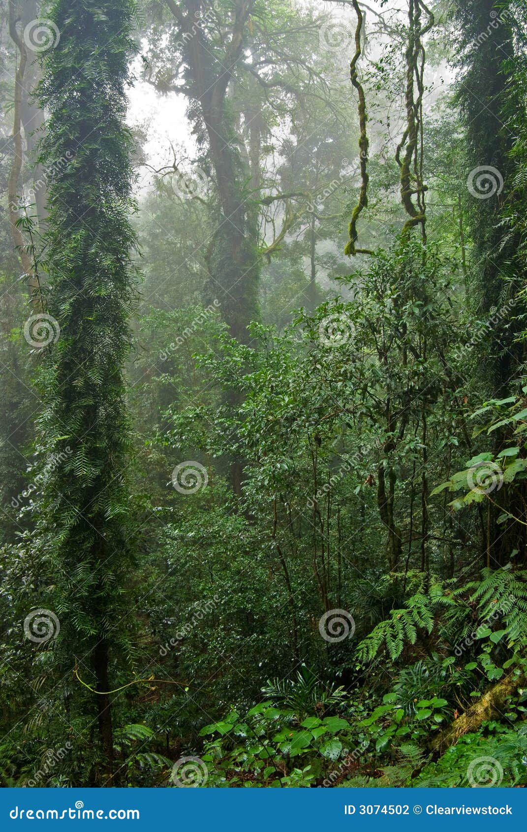 Rain Forest Trees and Plants Stock Photo - Image of park, nature: 3074502