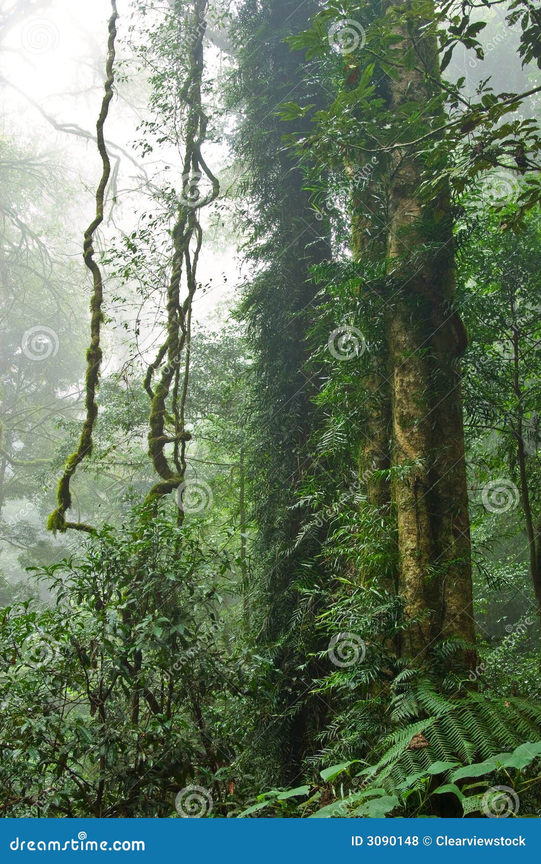 Rain Forest Trees and Plants Stock Photo - Image of foggy, temperate ...
