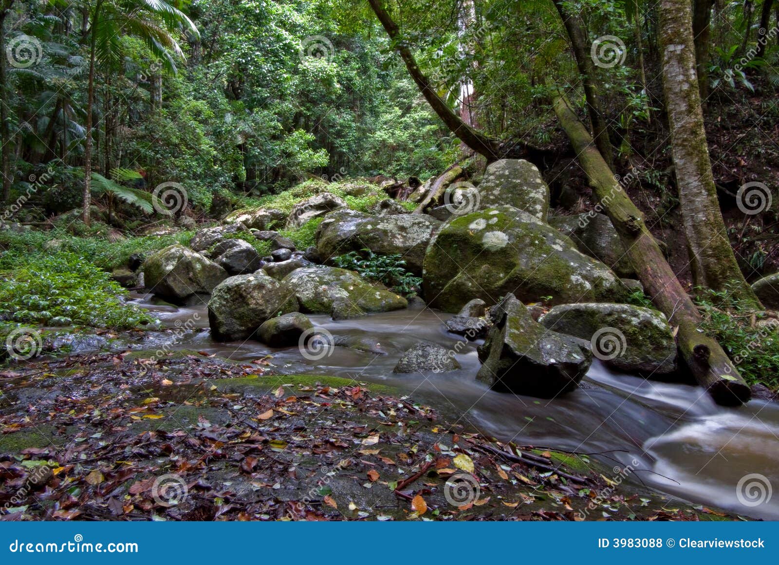 Rain Forest Trees and Stream Stock Photo - Image of endangered, water ...