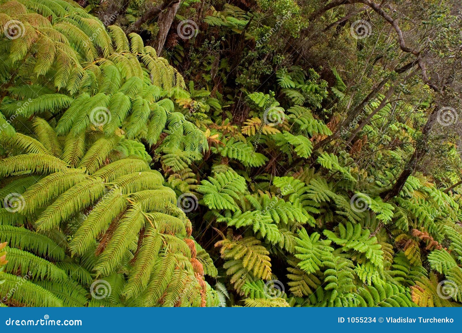 Rain forest vegetation stock photo. Image of green, forest - 1055234