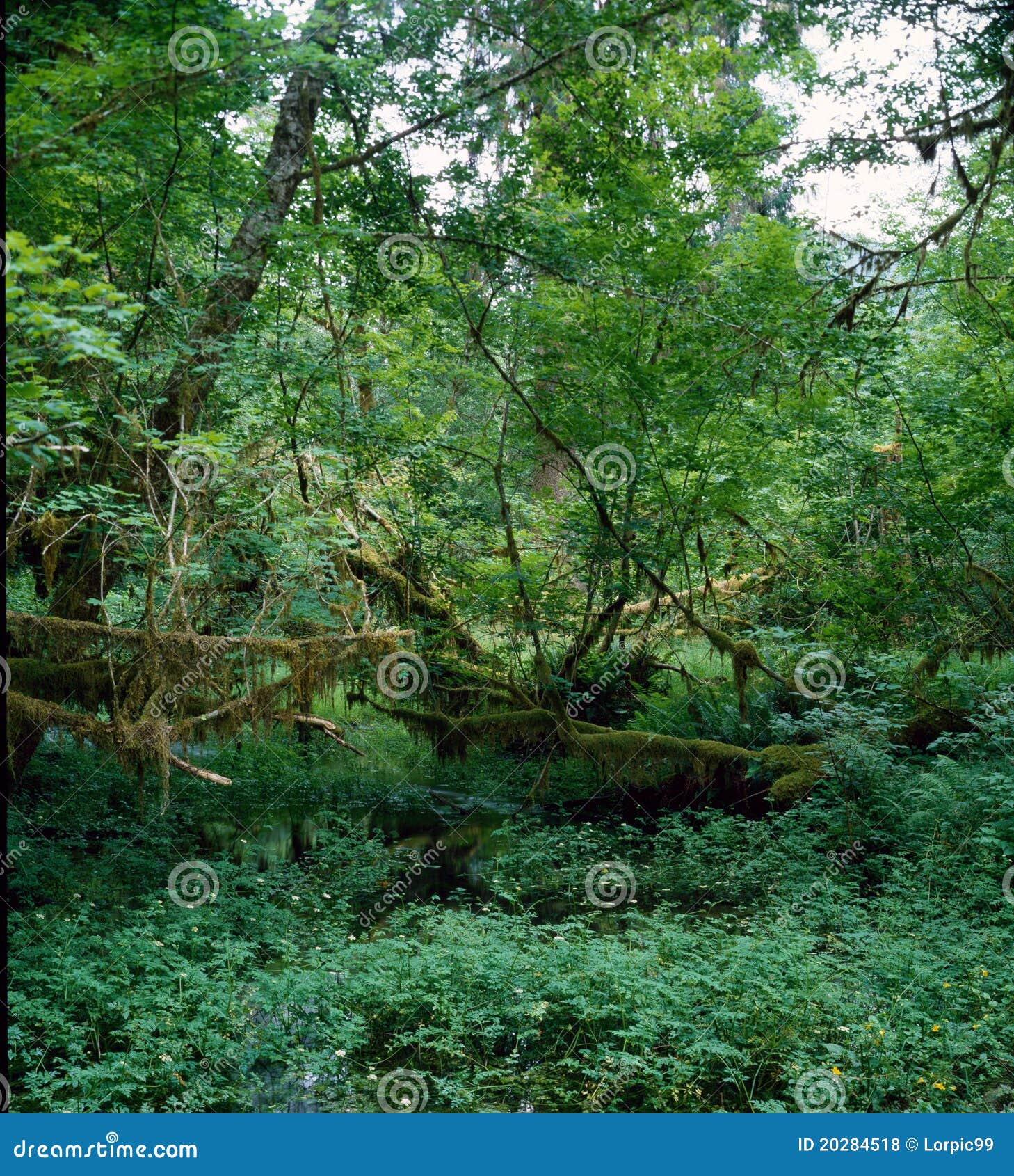 Rain Forest, Washington stock photo. Image of moss, rain - 20284518