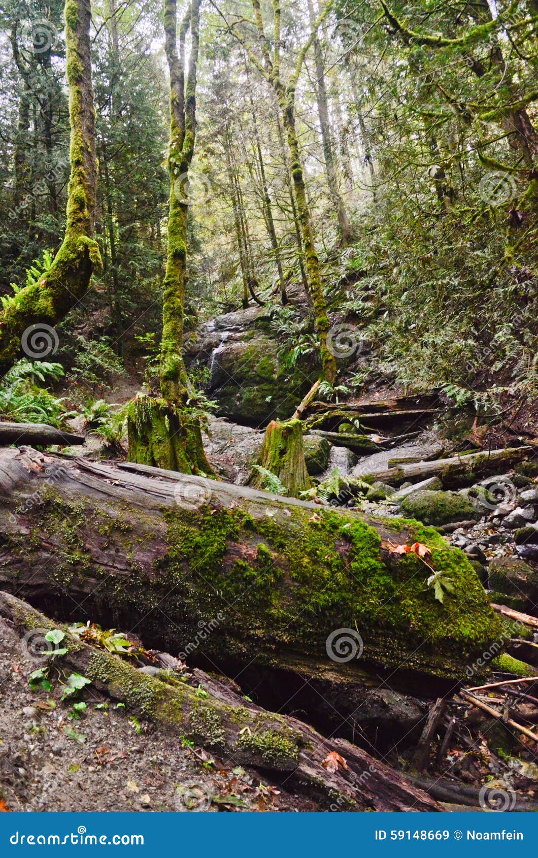 Rain Forest in Washington State Stock Image - Image of national, park ...