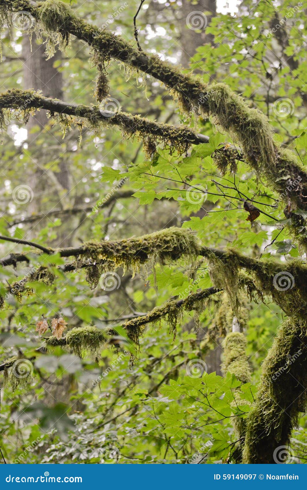 Rain Forest in Washington State Stock Image - Image of rain, dense ...