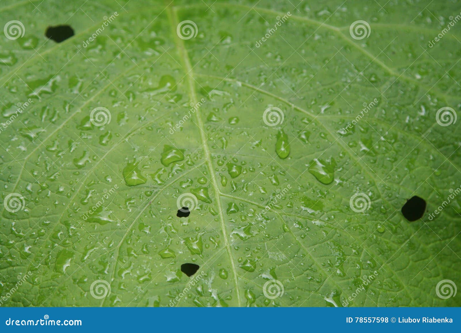 Rain in the forest stock photo. Image of drops, raindrops - 78557598