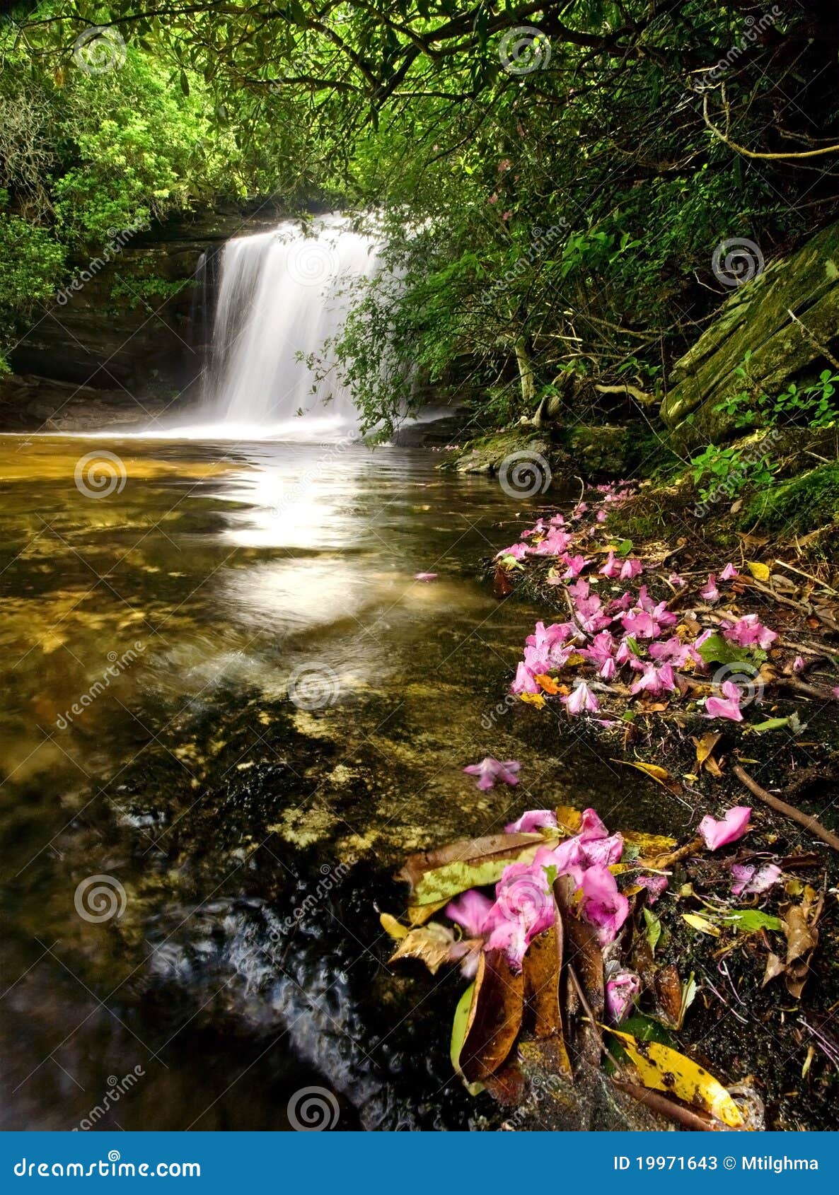 Rain Forest Waterfall and Flowers Stock Image - Image of majestic ...