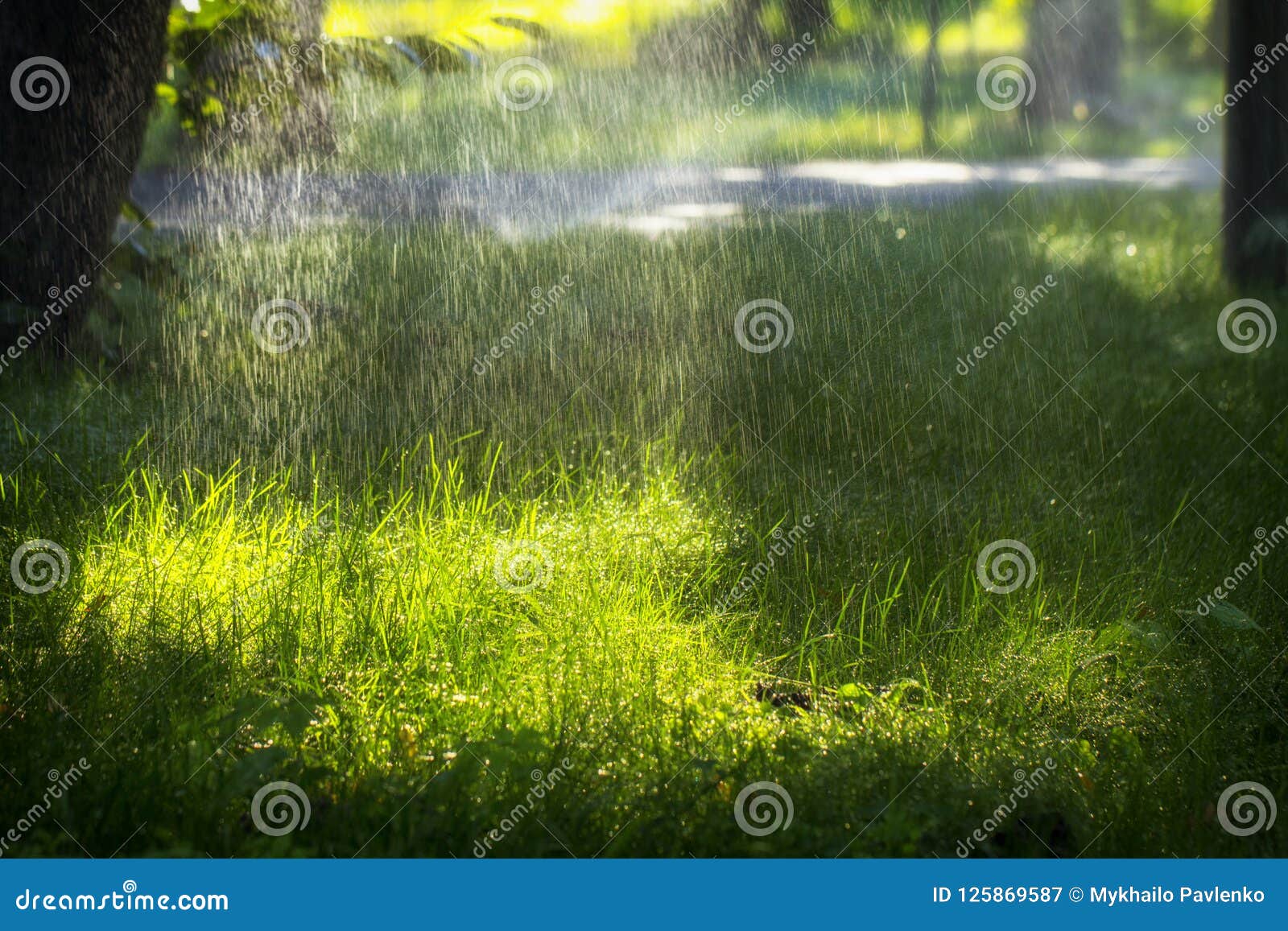 Rain in the Forest, Wet Leaves in the Foreground, Background of the ...