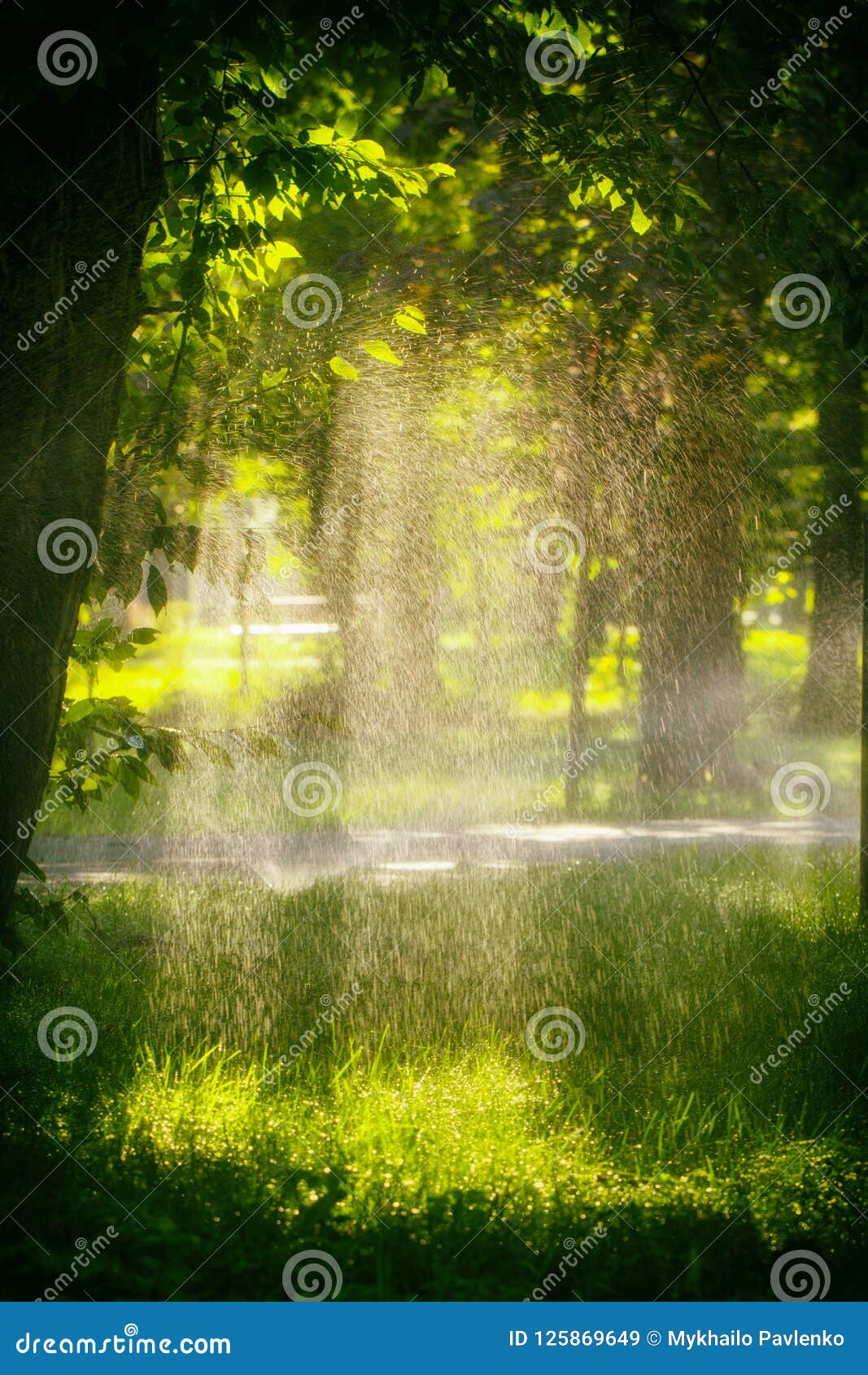 Rain in the Forest, Wet Leaves in the Foreground, Background of the ...