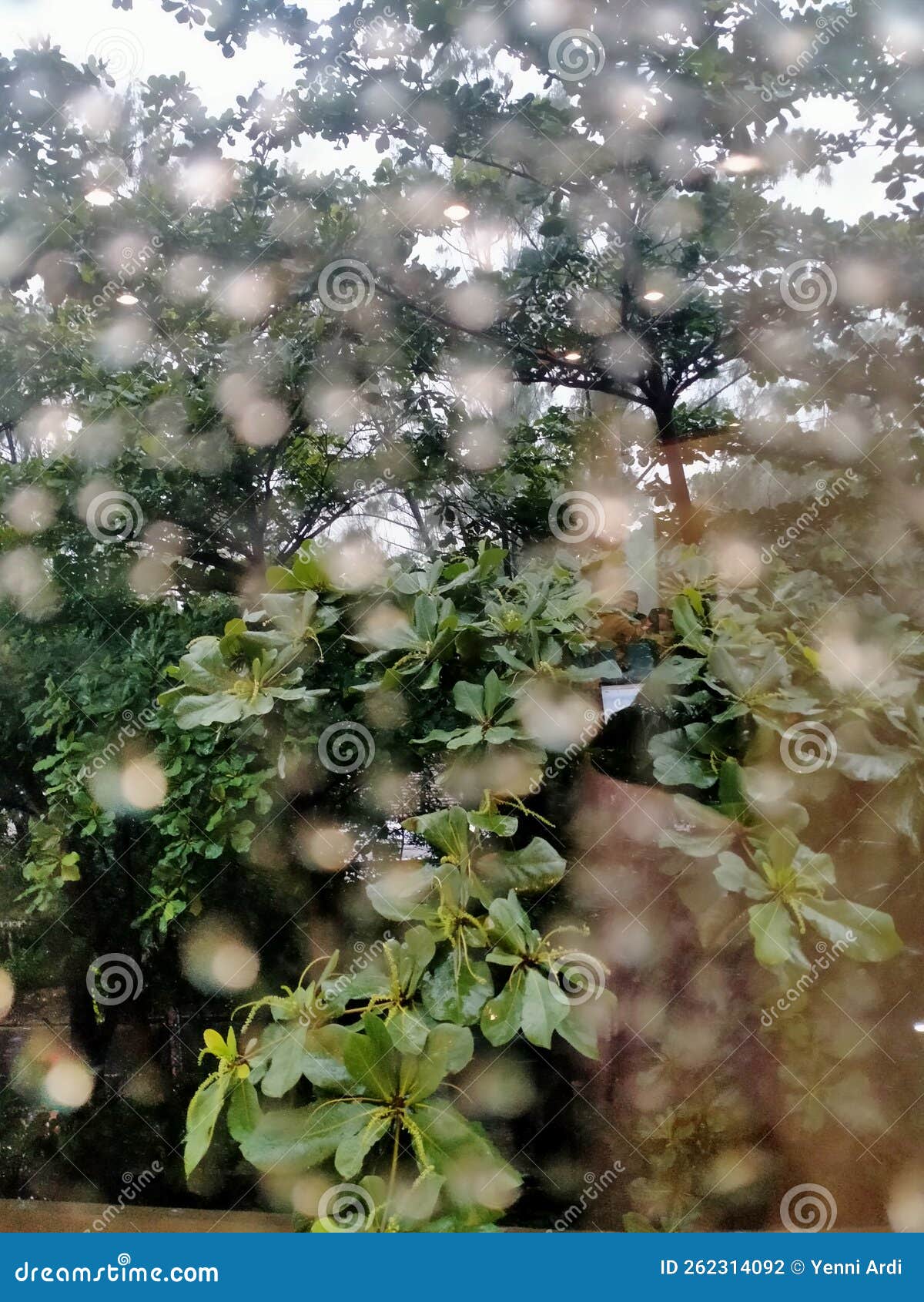Rain Rain Go Away Tree Flash Water Stock Photo - Image of water, flash ...