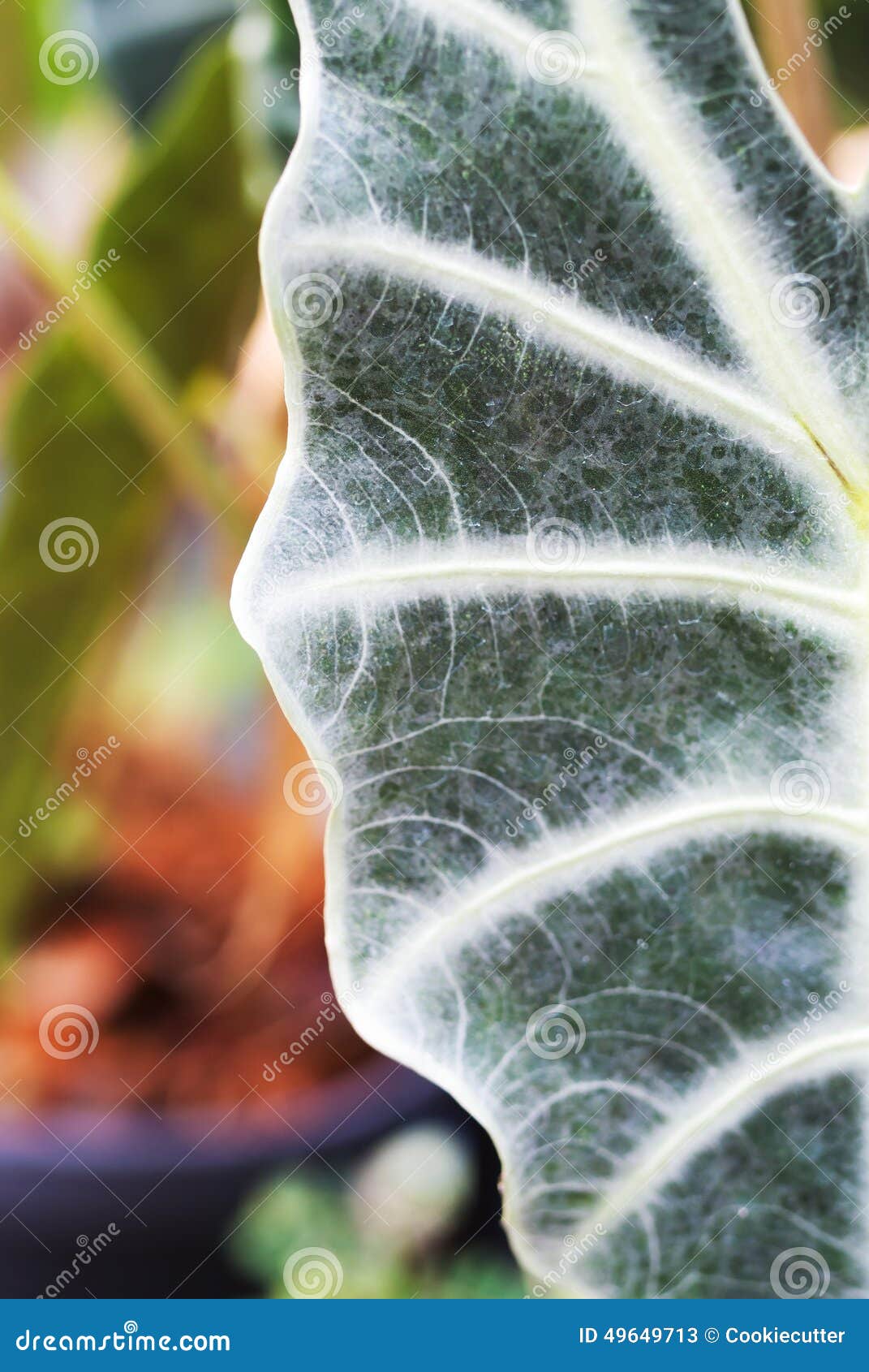 Rain on a green leaf . stock image. Image of organic - 49649713
