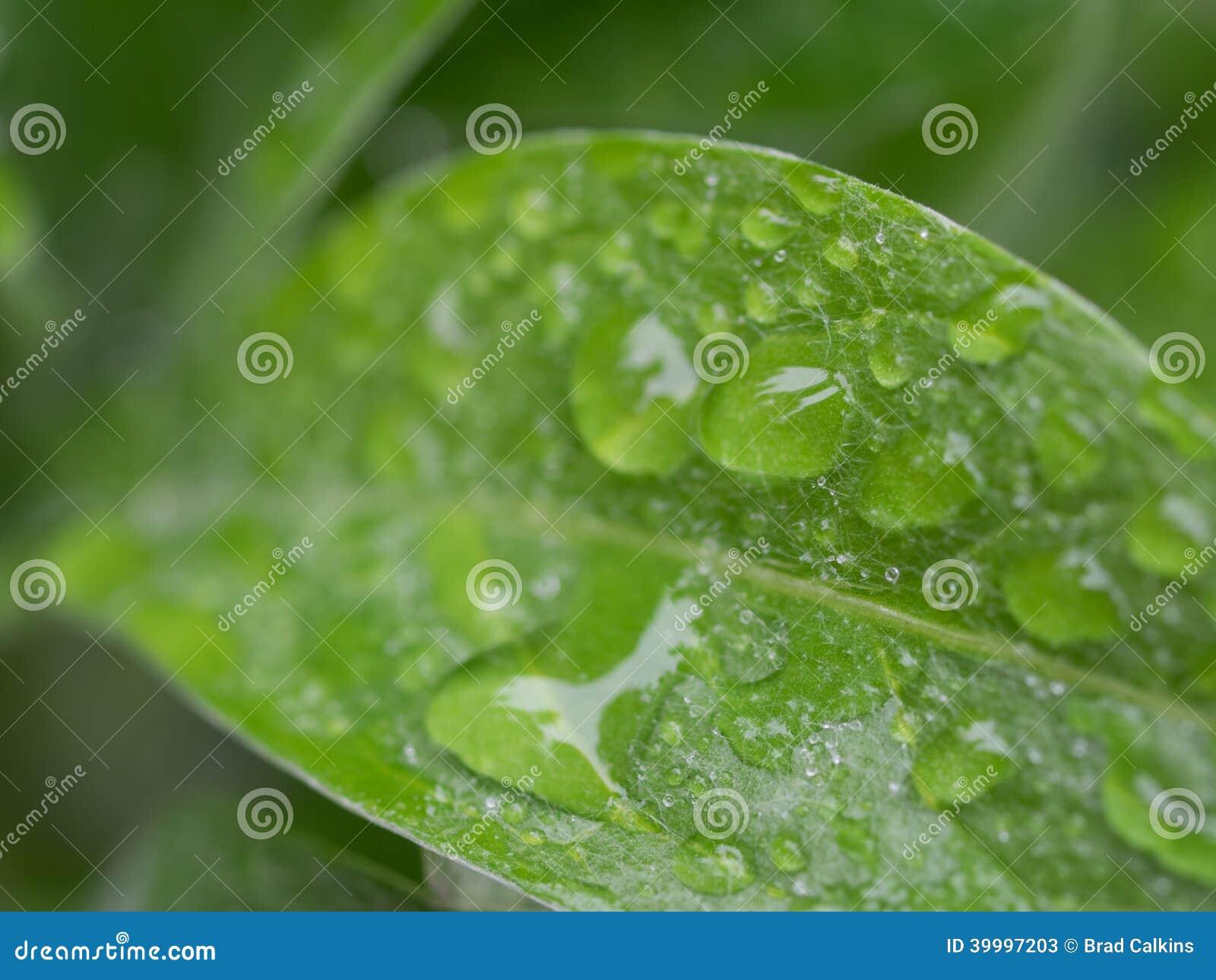 Rain on green leaf stock image. Image of beautiful, spring - 39997203