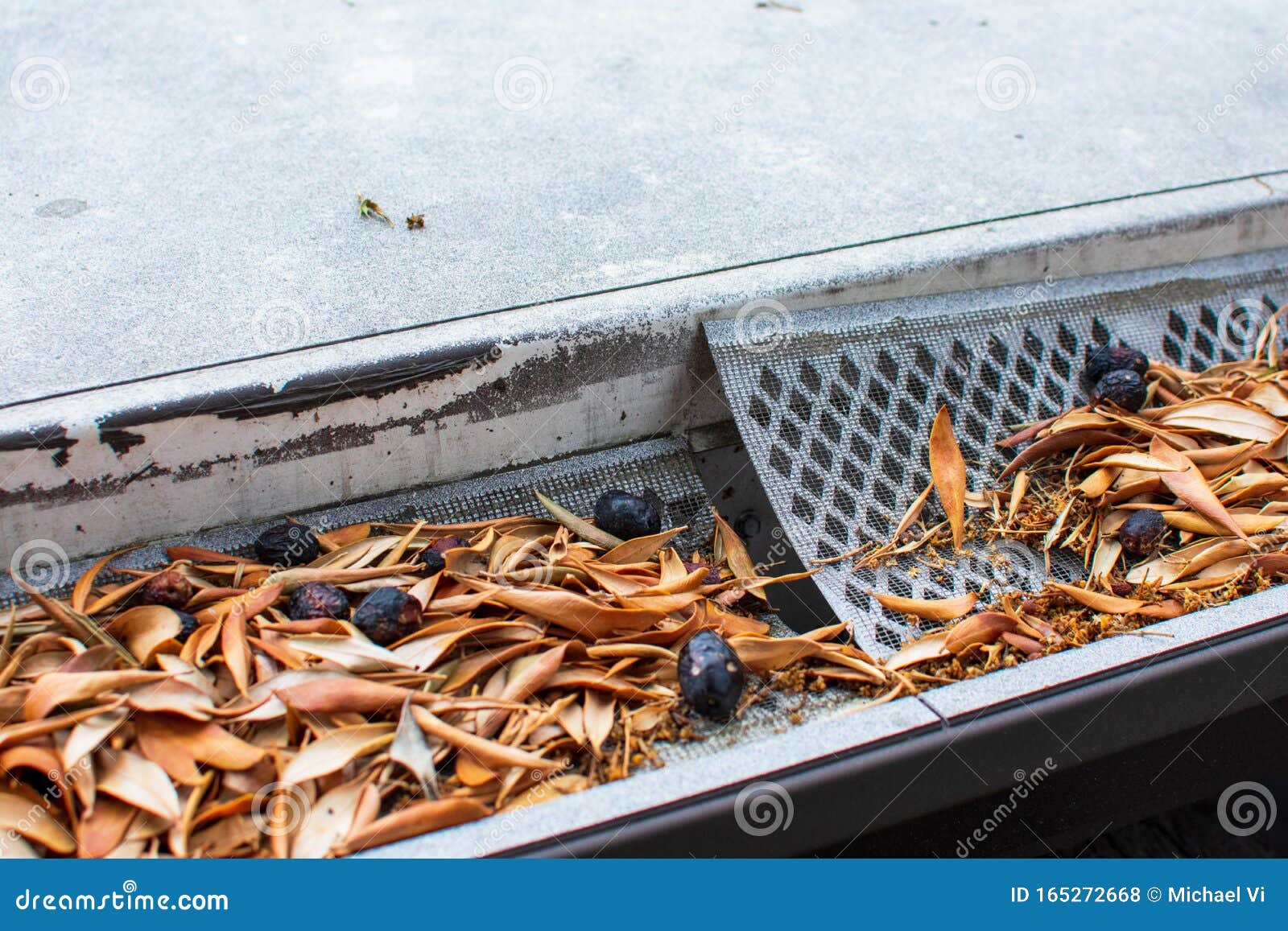 Rain Gutter Clogged with Leaves and Olives Stock Photo - Image of clean ...