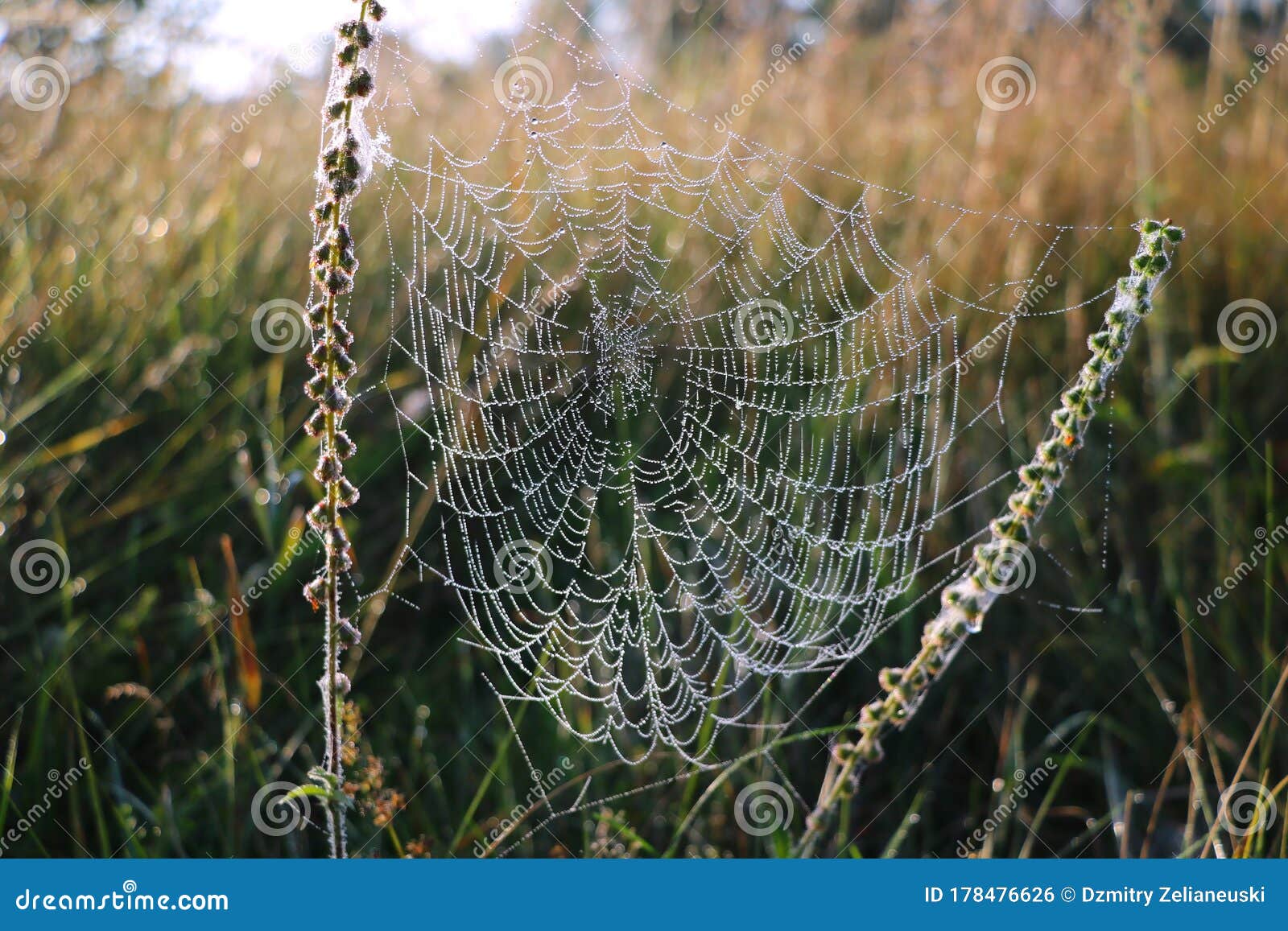 After the Rain, the Hidden Beauty of this Cobweb Appears. Selective ...
