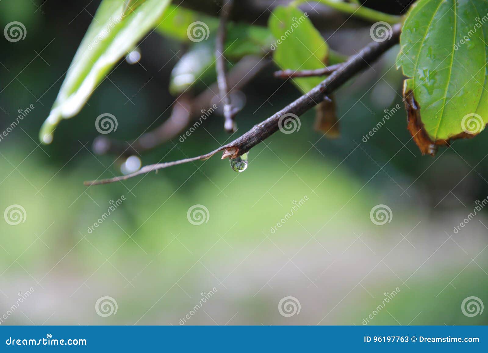 Rain of hope stock image. Image of environment, nature - 96197763