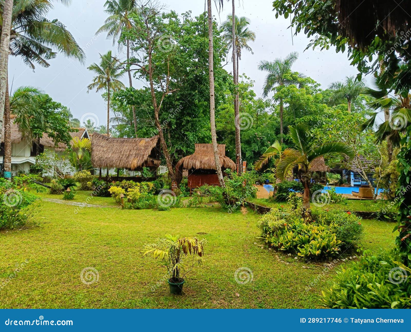 Philippines, Palawan Island, Palm Tree, Rain, after Typhoon Stock Photo ...