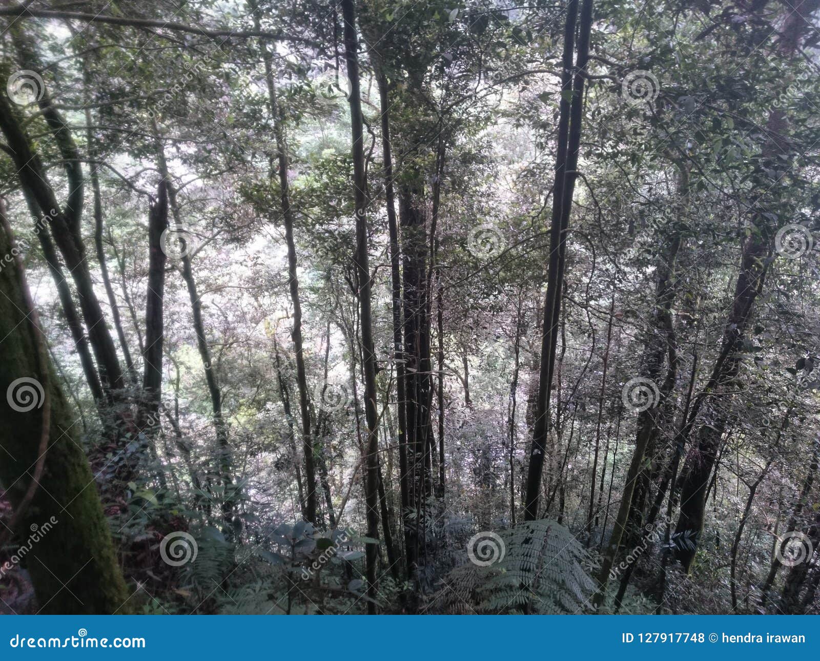 Jungle rain stock photo. Image of green, nature, rain - 127917748