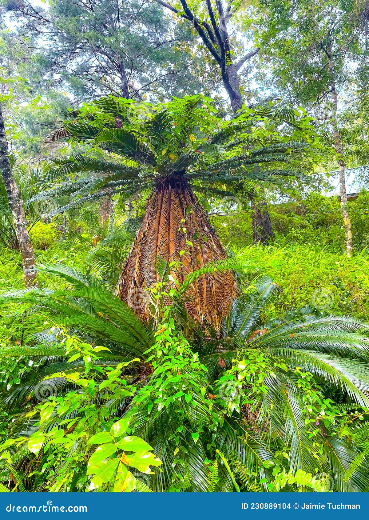 Rain in the Jungle and a Palm Tree Stock Photo - Image of nice ...