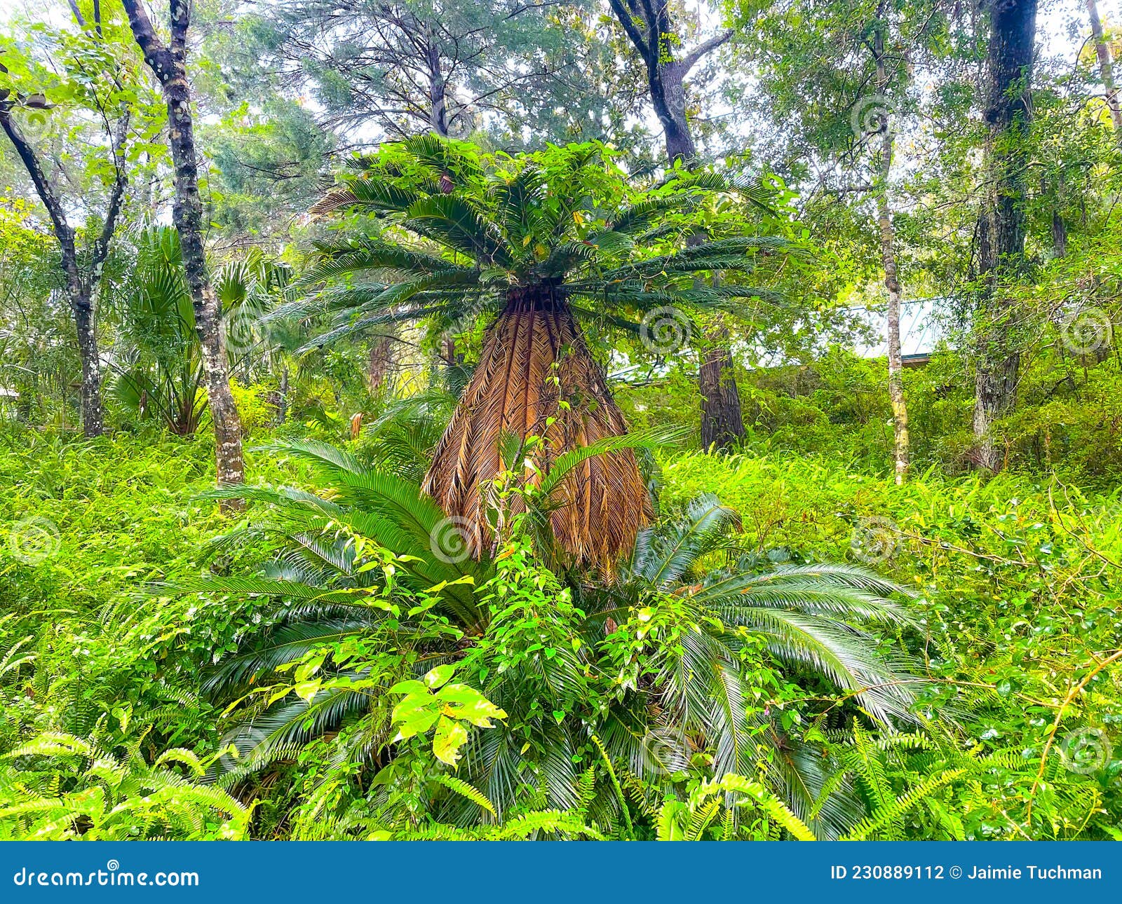 Rain in the Jungle and a Palm Tree Stock Photo - Image of fukuoka ...