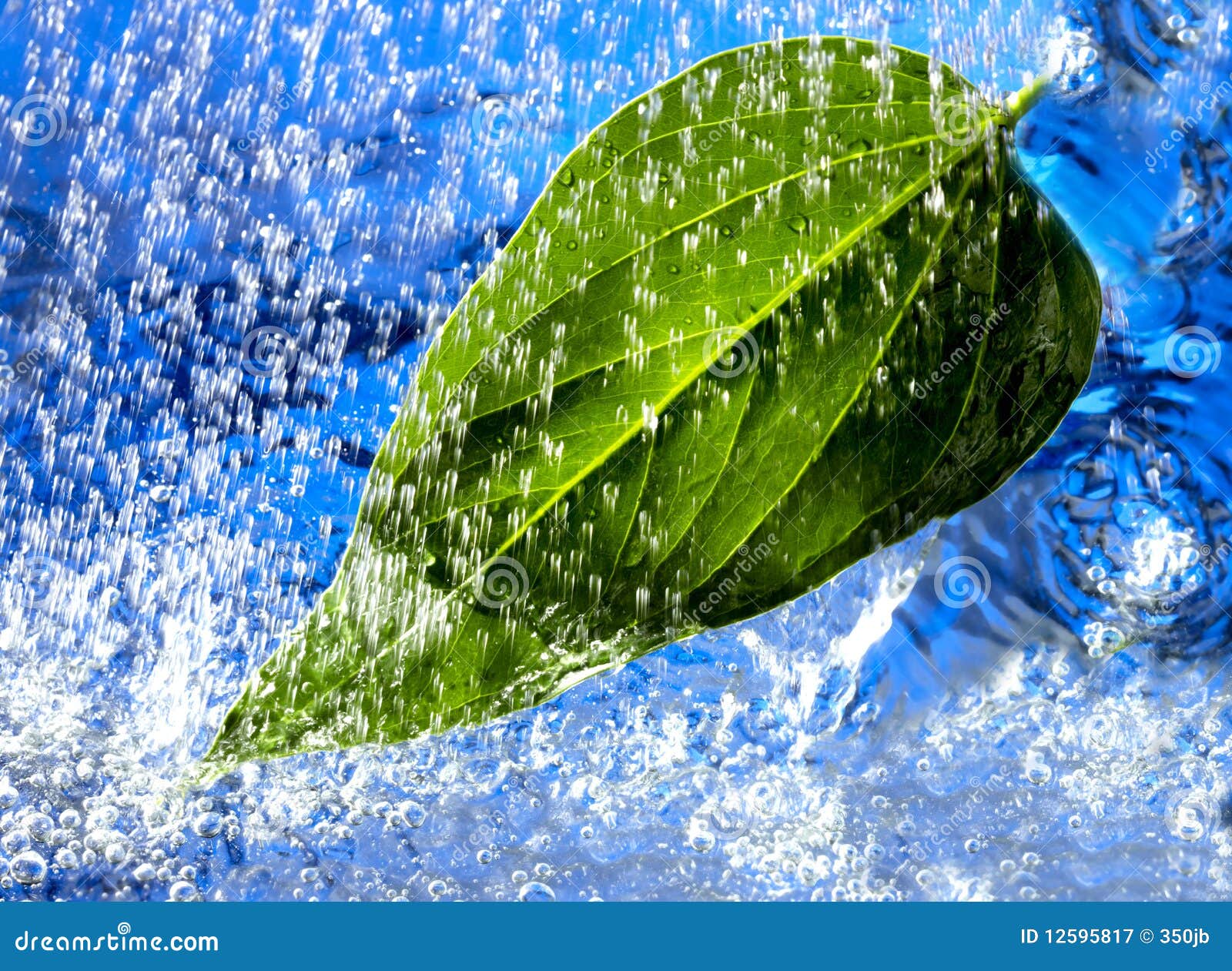 Rain on leaf stock image. Image of shiny, summer, nature - 12595817