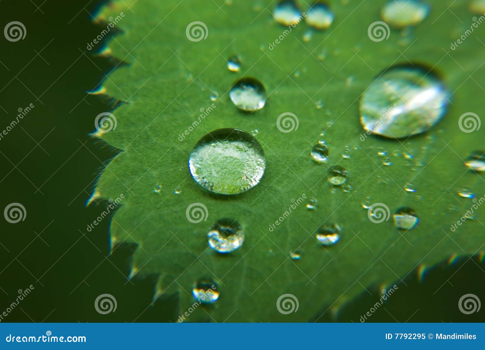 Rain on Leaf stock image. Image of closeup, nature, green - 7792295