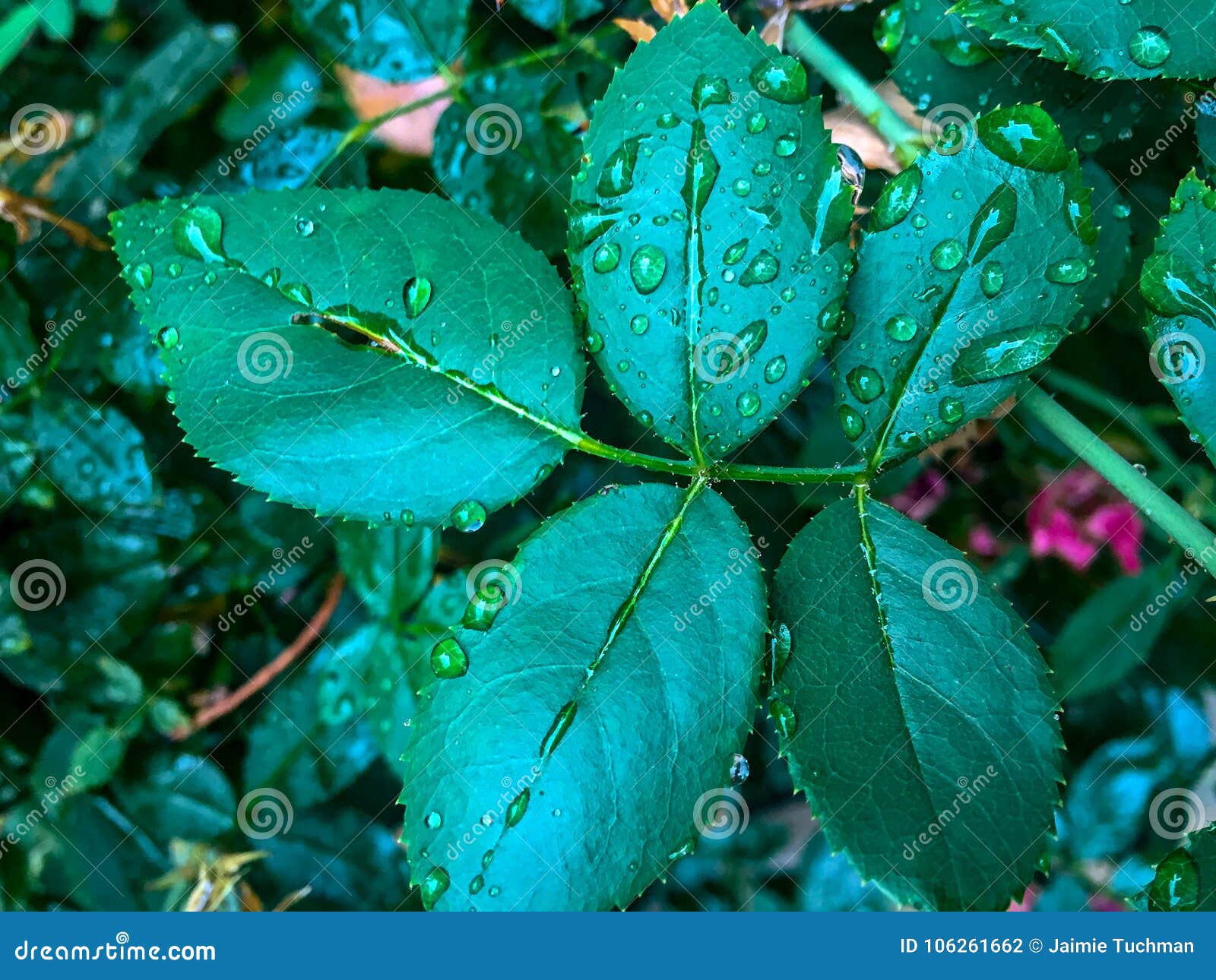 Rain on leaf stock photo. Image of beautiful, bubble - 106261662