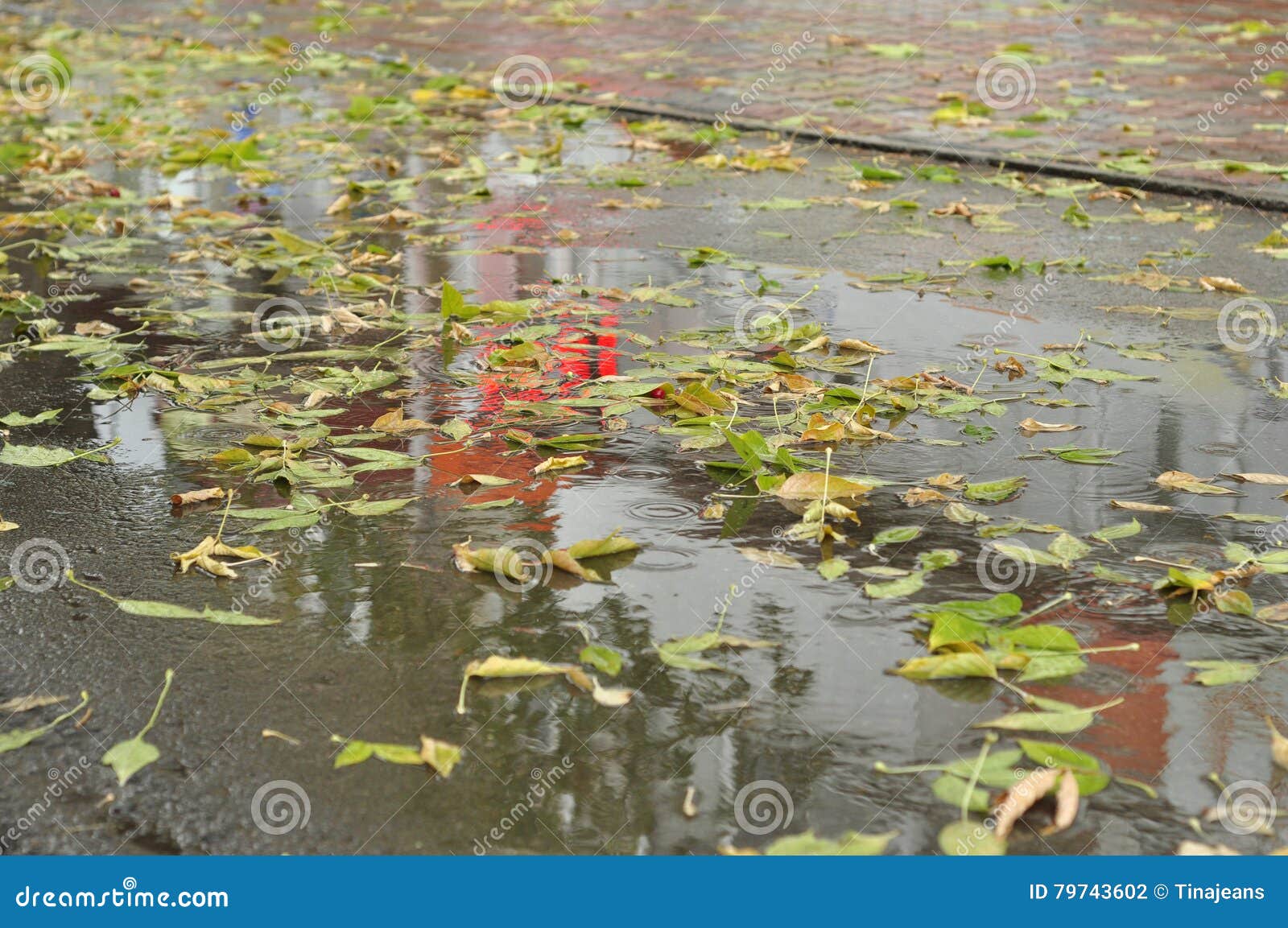 Rain, leaves and puddles. stock photo. Image of fallen - 79743602