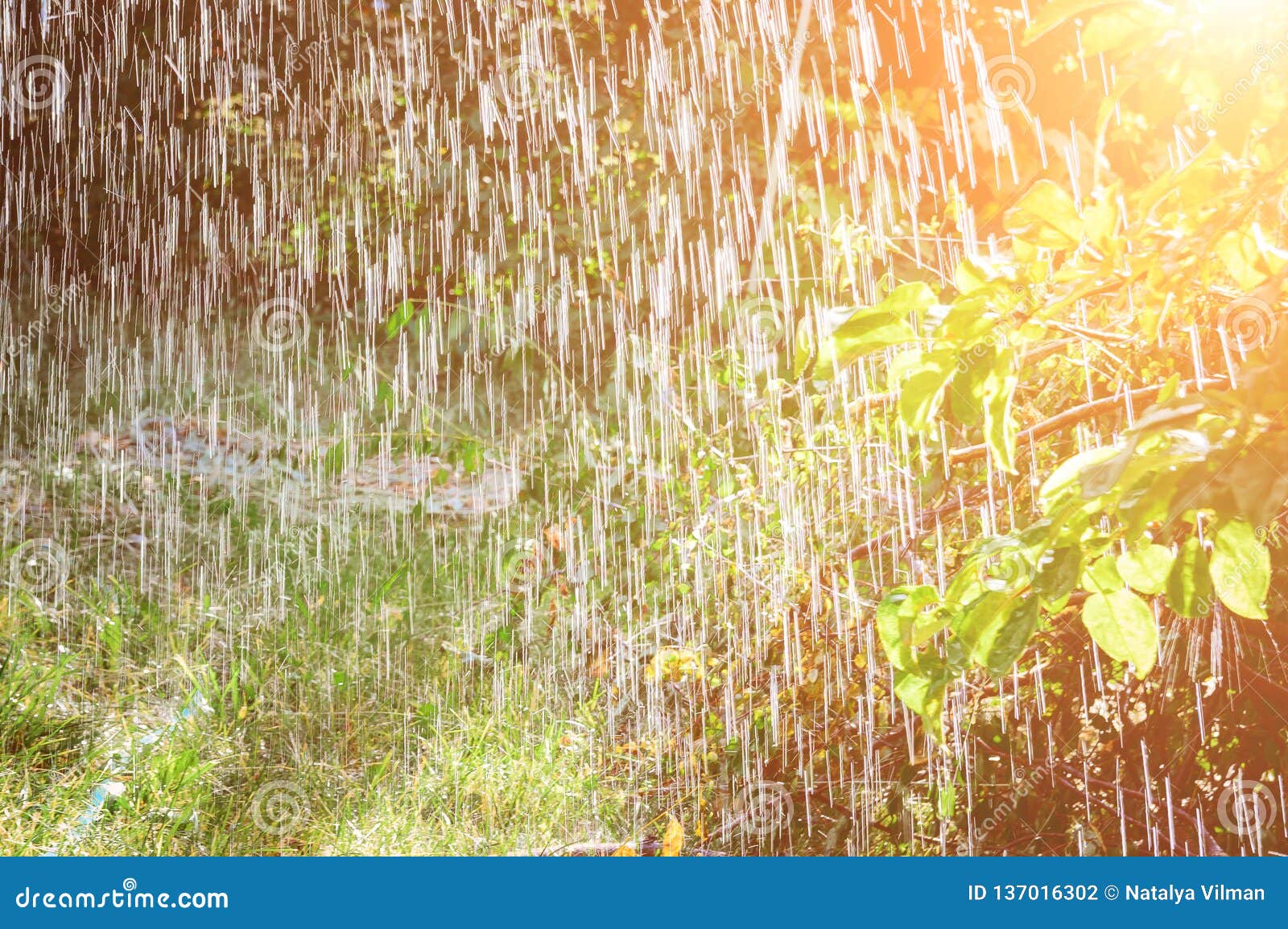 Rain in the Light of the Setting Sun, Beautiful Background Stock Photo ...