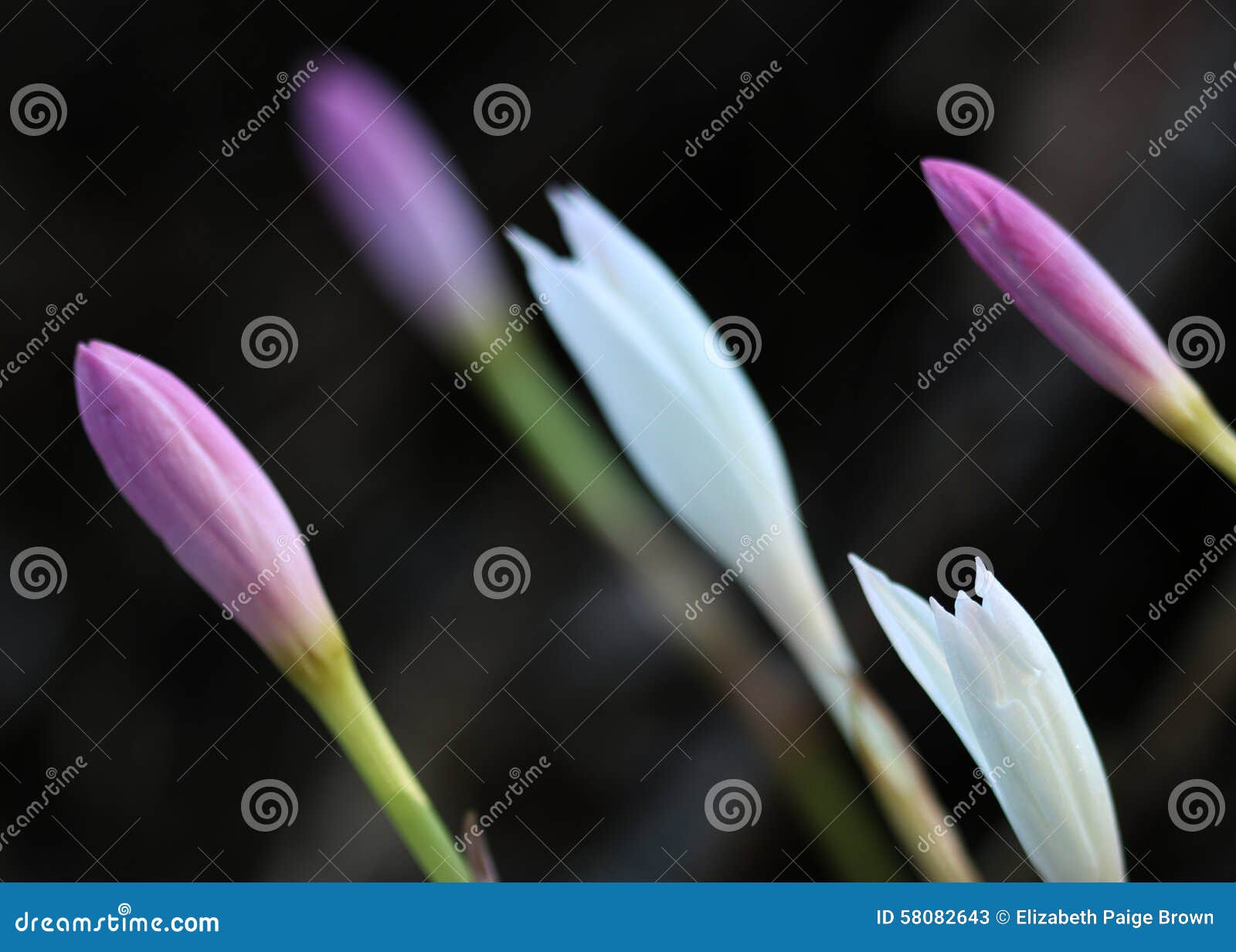 Rain Lilies stock image. Image of wilmington, compost - 58082643