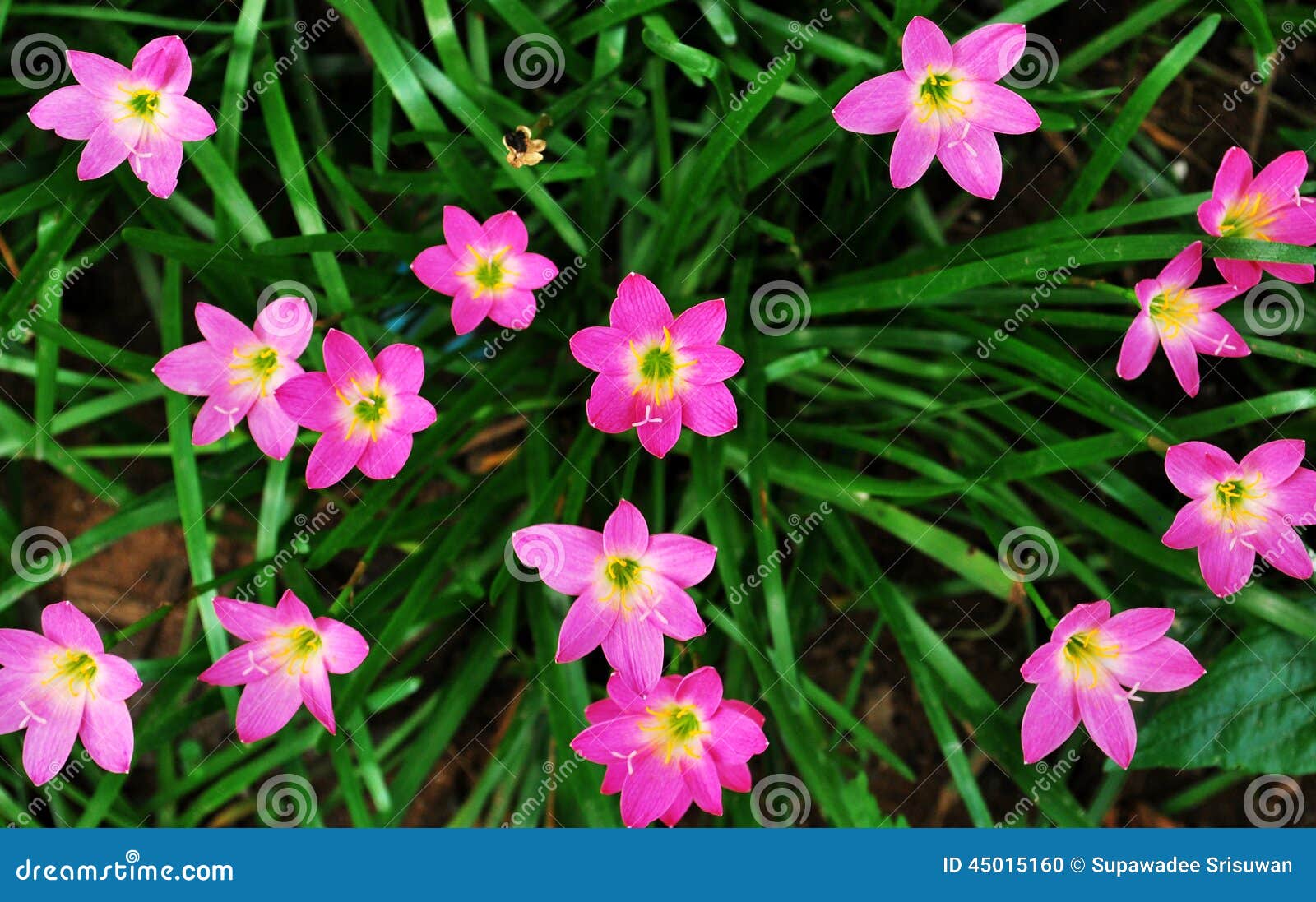 Rain lilies stock photo. Image of beautiful, view, lilies - 45015160